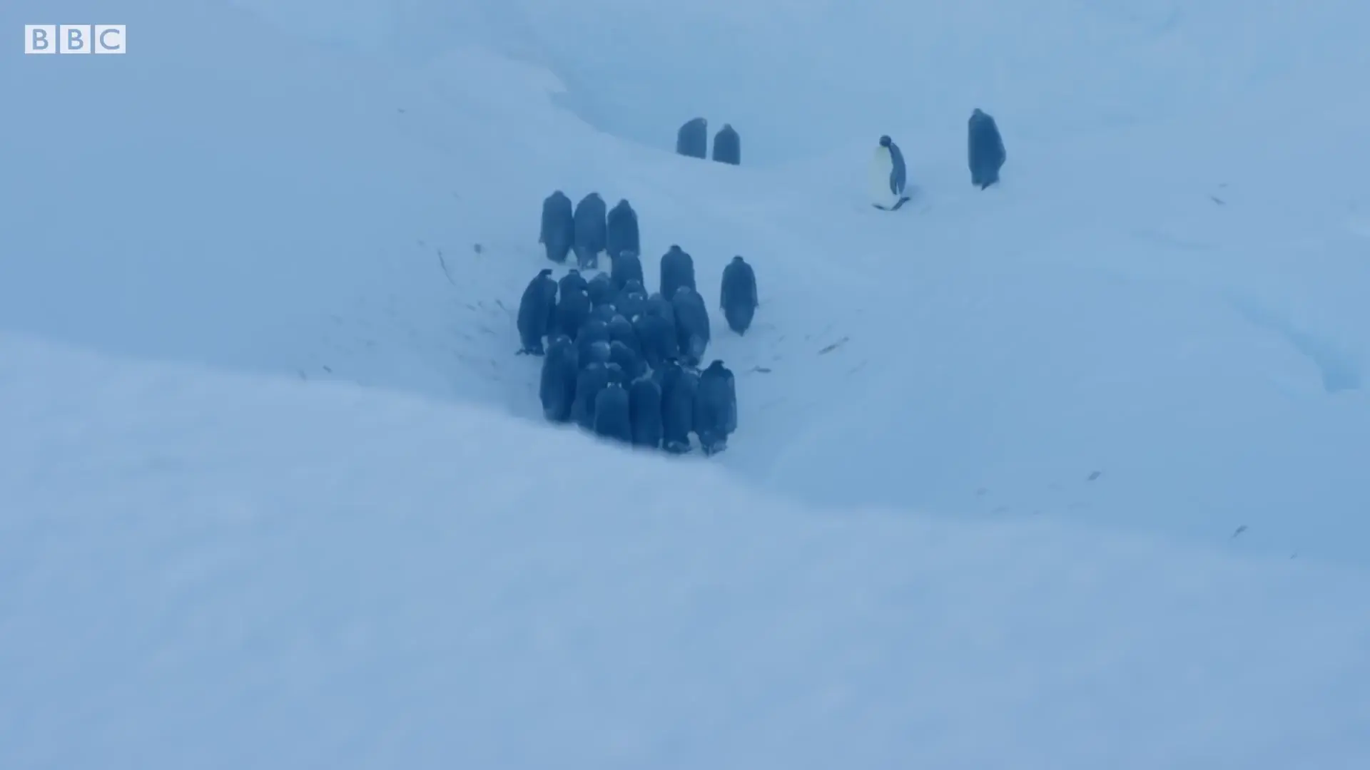 BBC camera crew rescues trapped penguins | Scrolller
