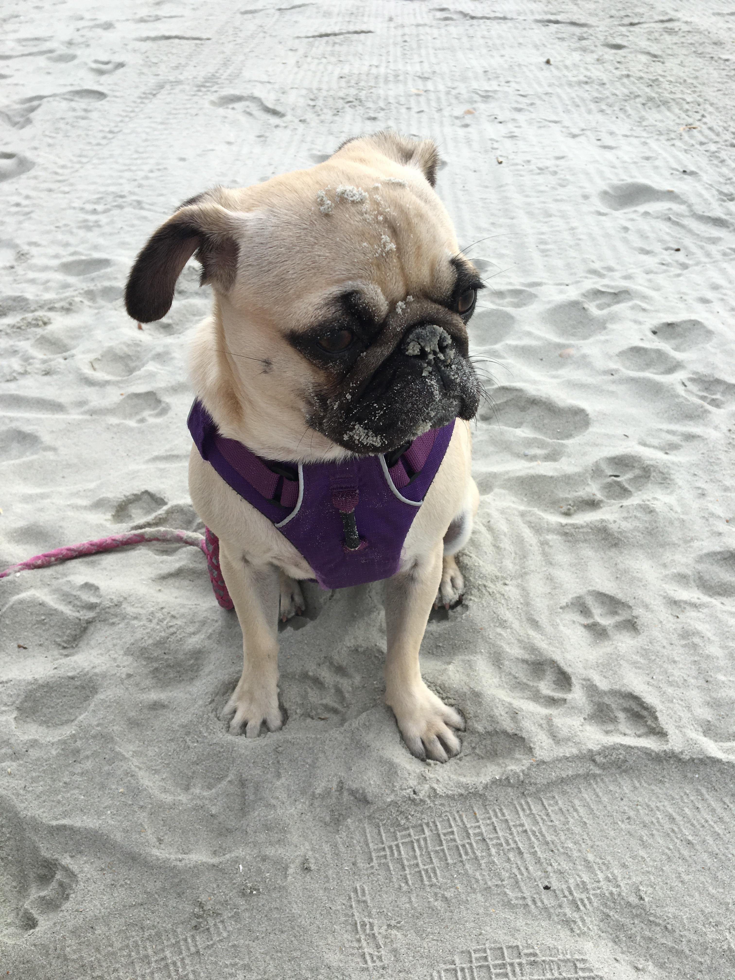 Beach Pug! | Scrolller
