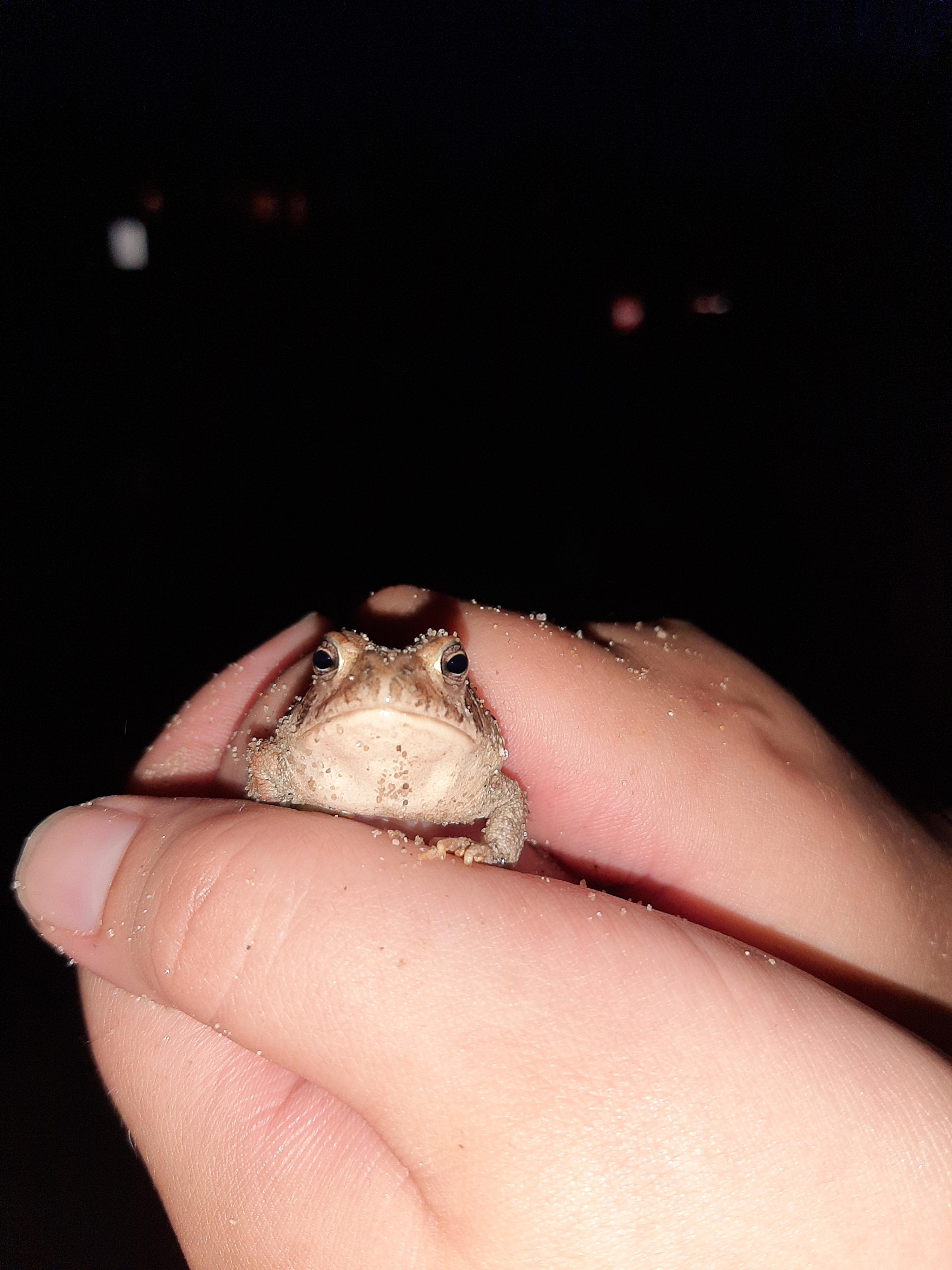 Beach toad beach toad | Scrolller