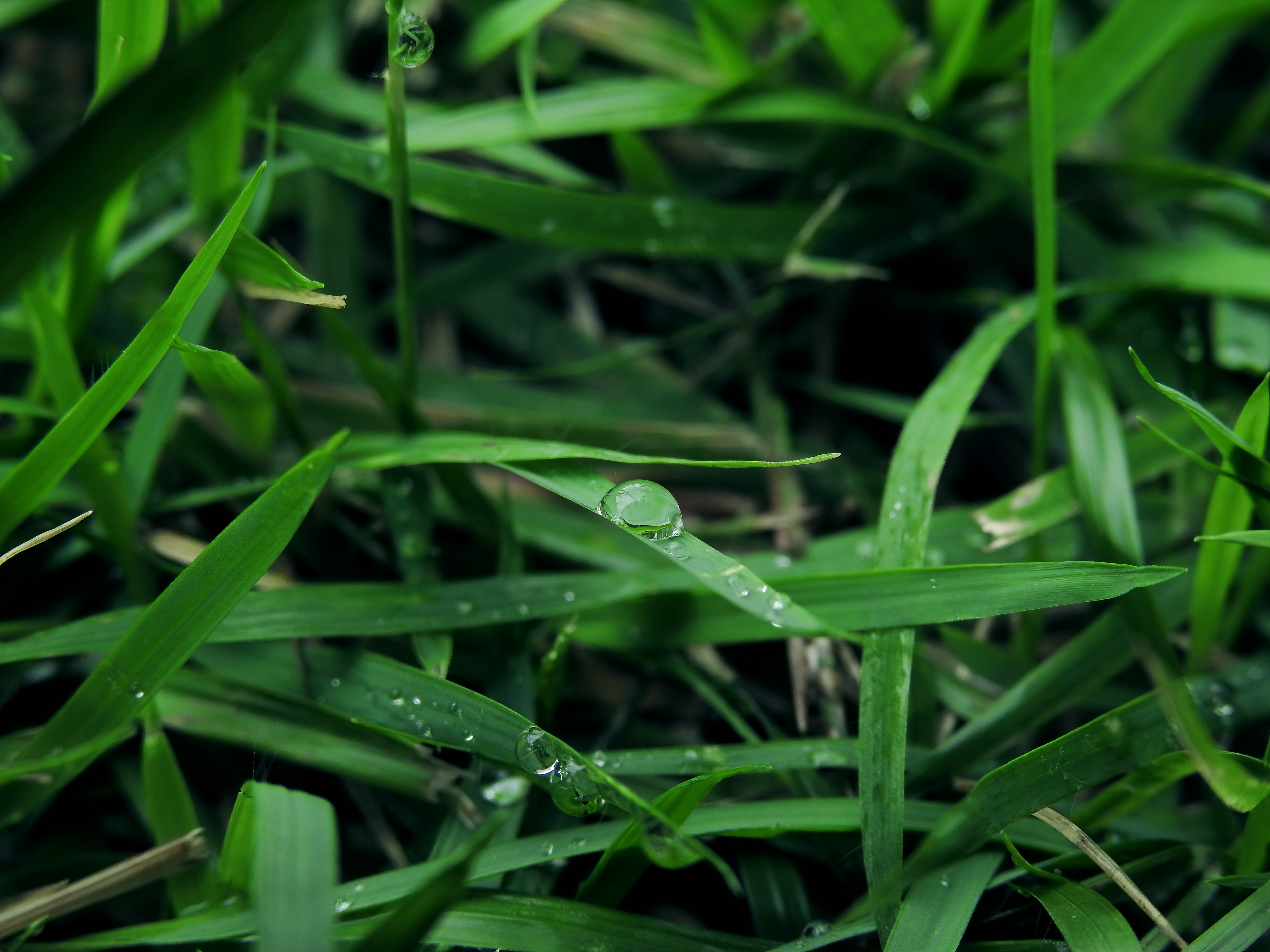 bead of water on blades of grass [OC] | Scrolller