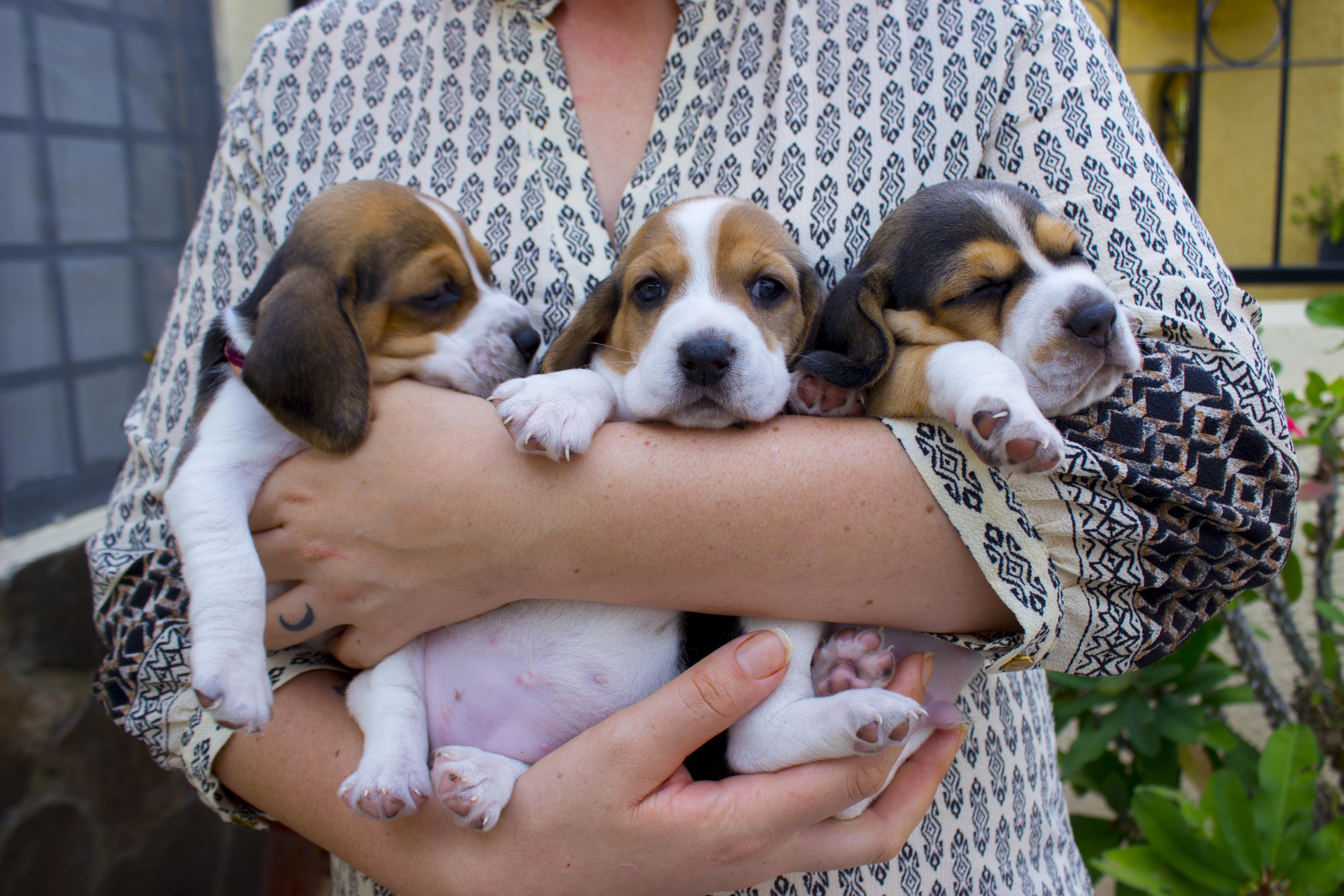 Beagle puppies! | Scrolller
