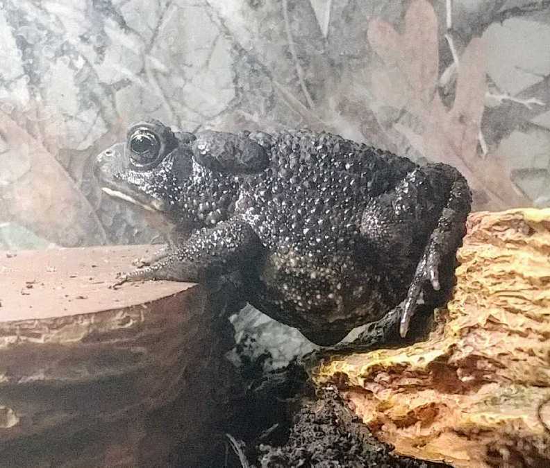 Bean air drying her tubby gut after a long soak.. | Scrolller