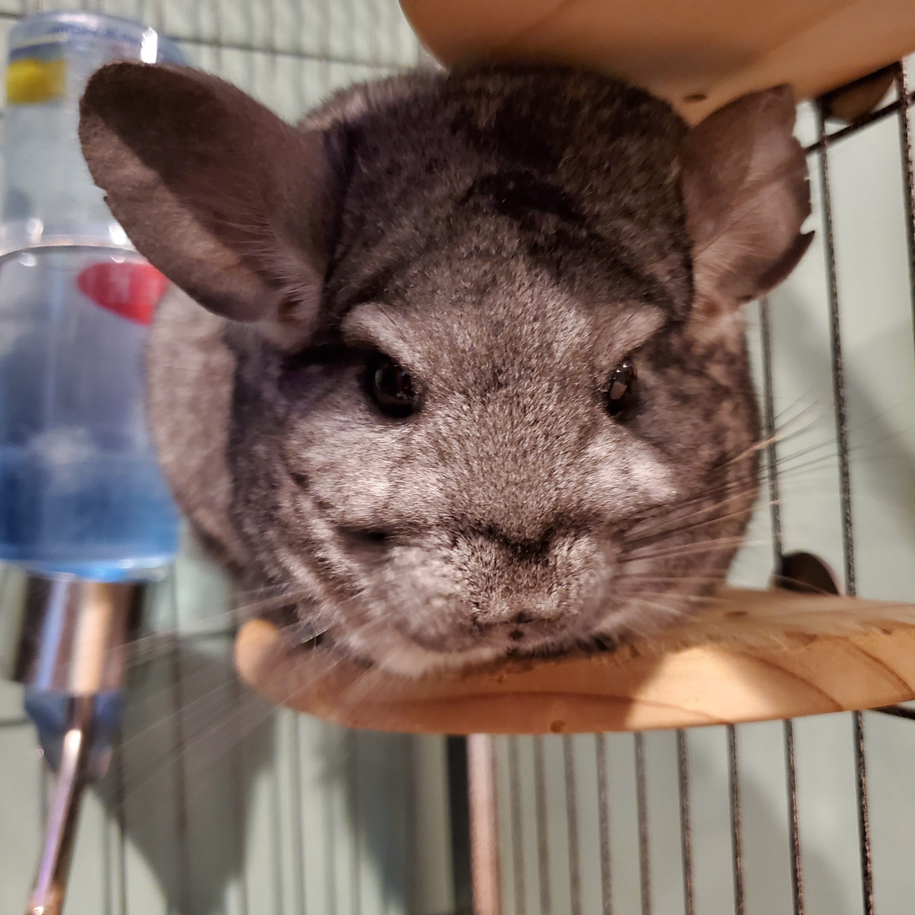 Bean, my first rescue chinchilla! | Scrolller