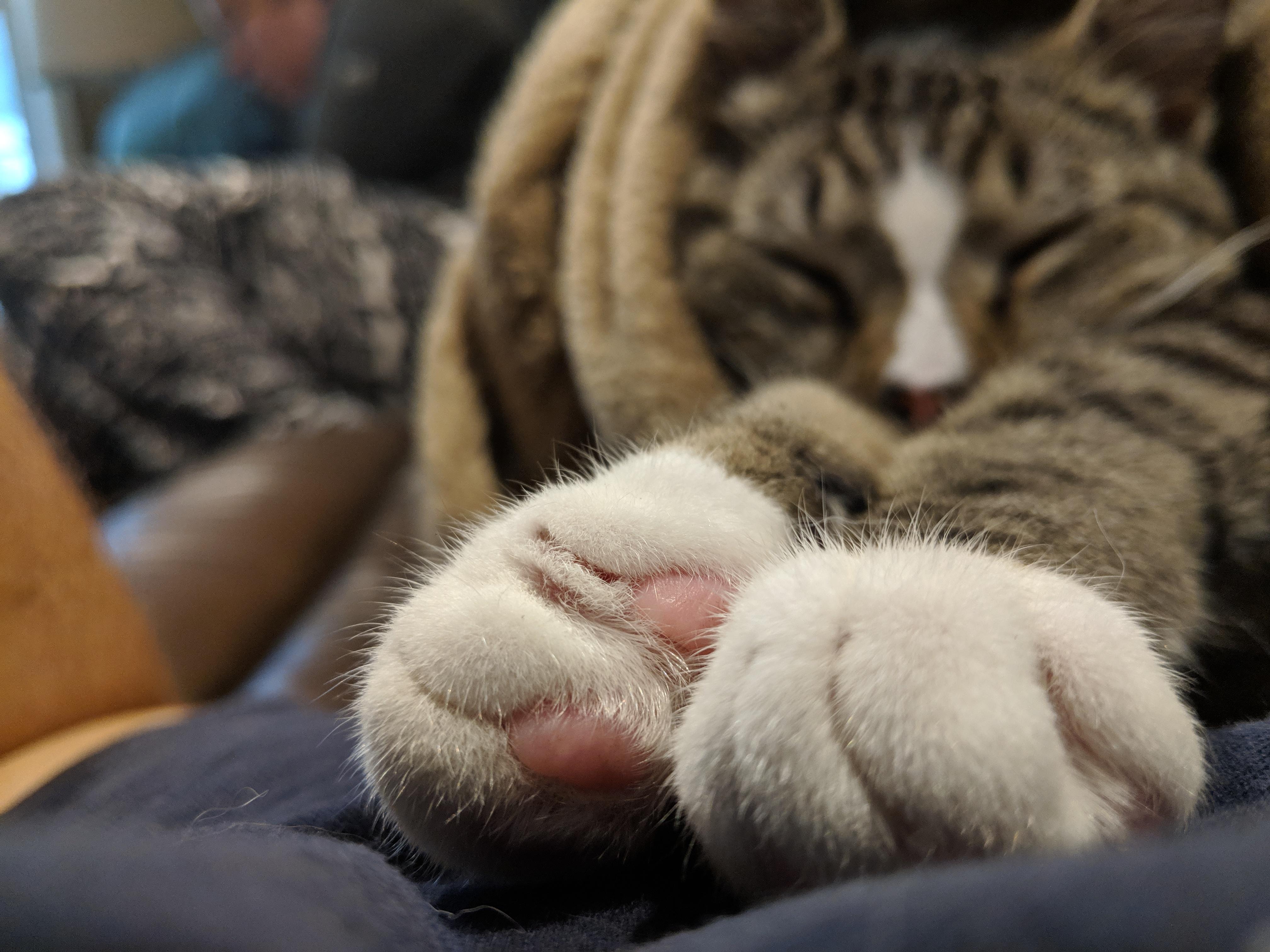 Bean Purrito | Scrolller