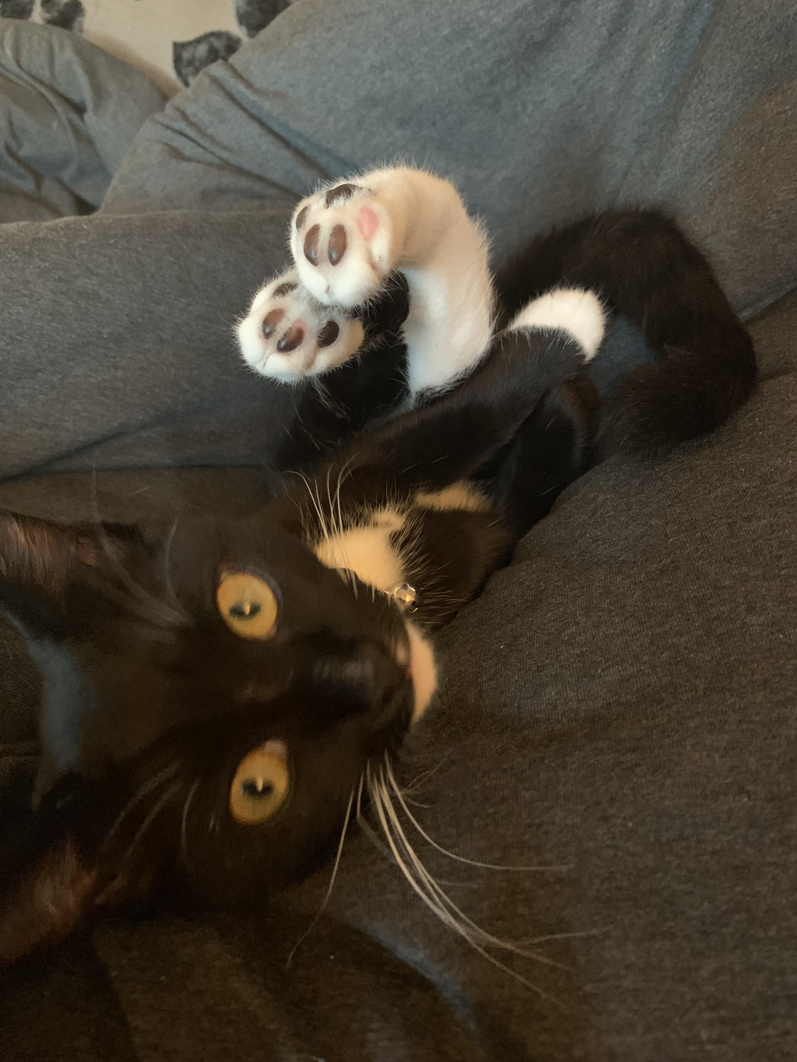 Beans up 🐾 | Scrolller