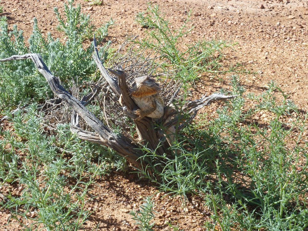 Bearded Dragon on his perch | Scrolller