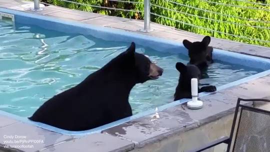 Enjoying neighbour's pool | Scrolller