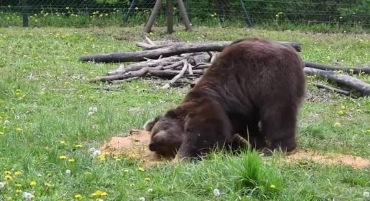 Bears rolling around in sawdust | Scrolller