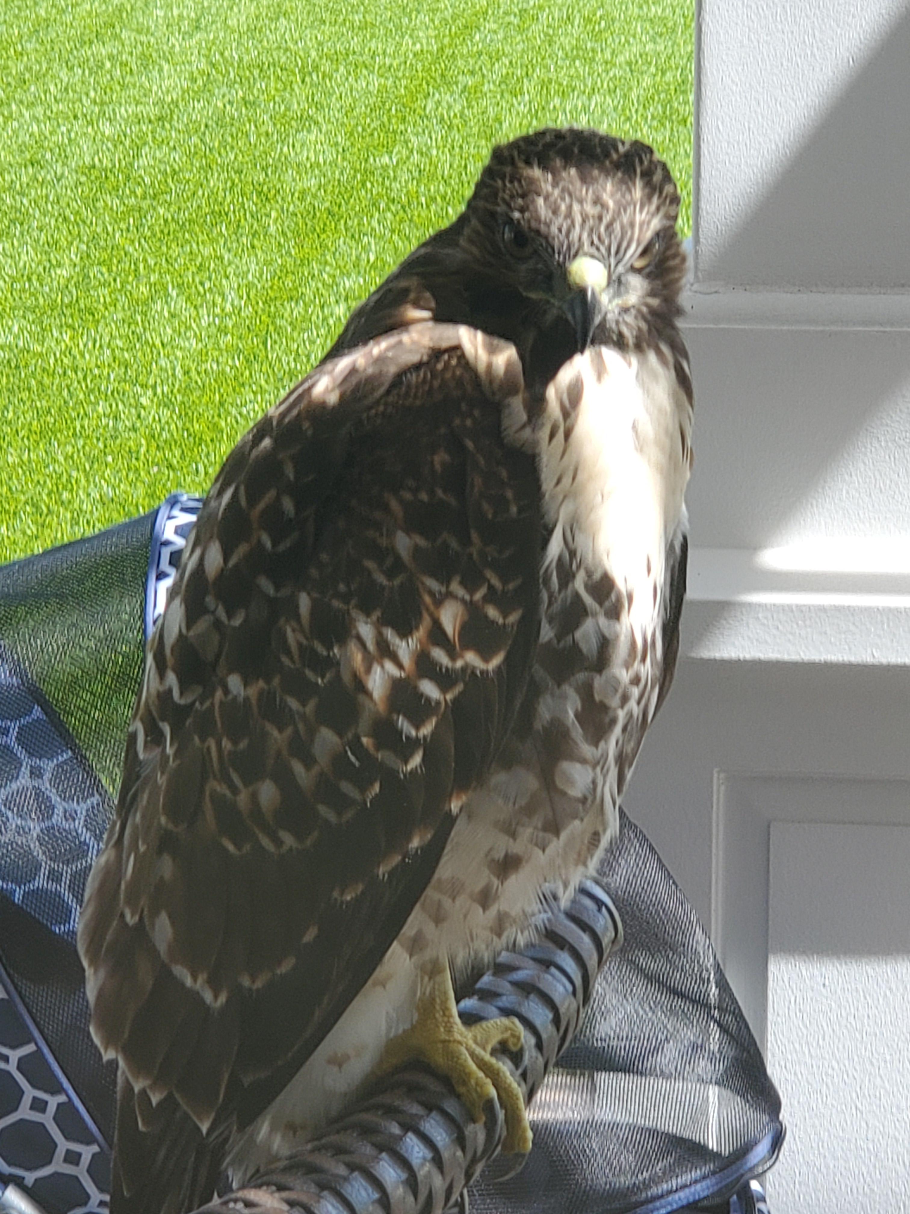 Beautiful but mean Falcon? Hawk? | Scrolller