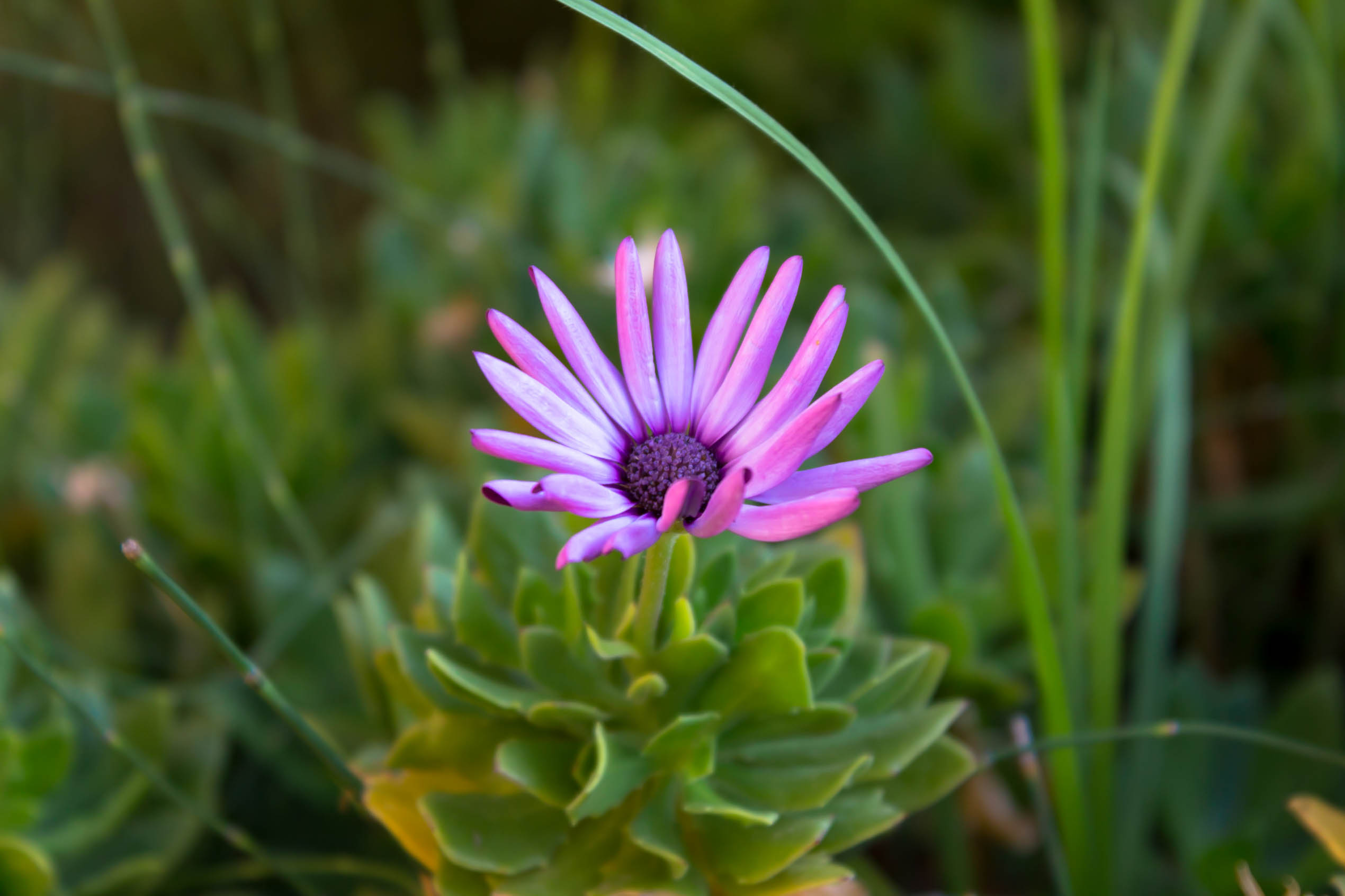 Beautiful flower (5184x3456) | Scrolller
