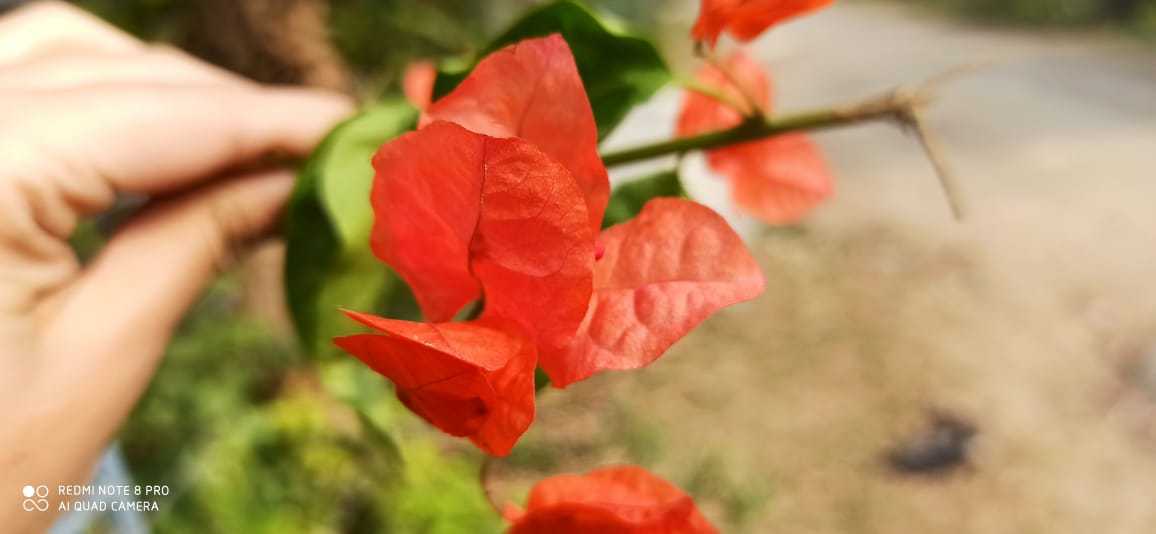 Beautiful Flower | Scrolller