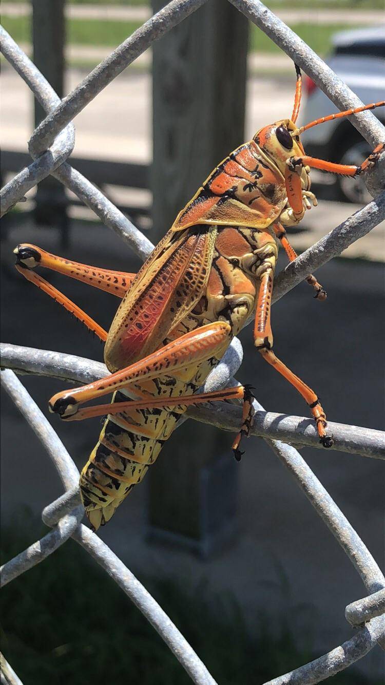 Beautiful grasshopper in Everglades | Scrolller