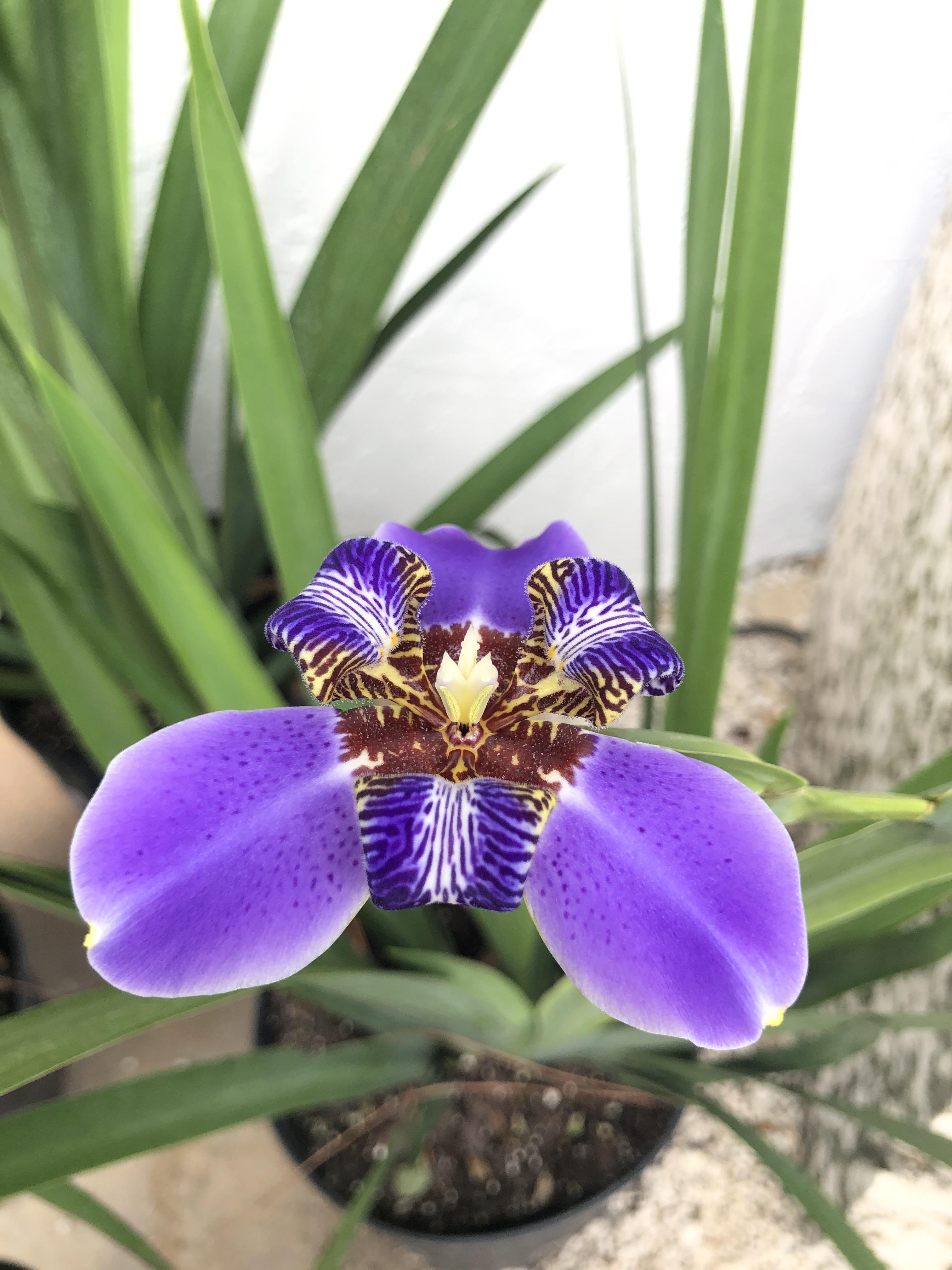 Beautiful iris! | Scrolller