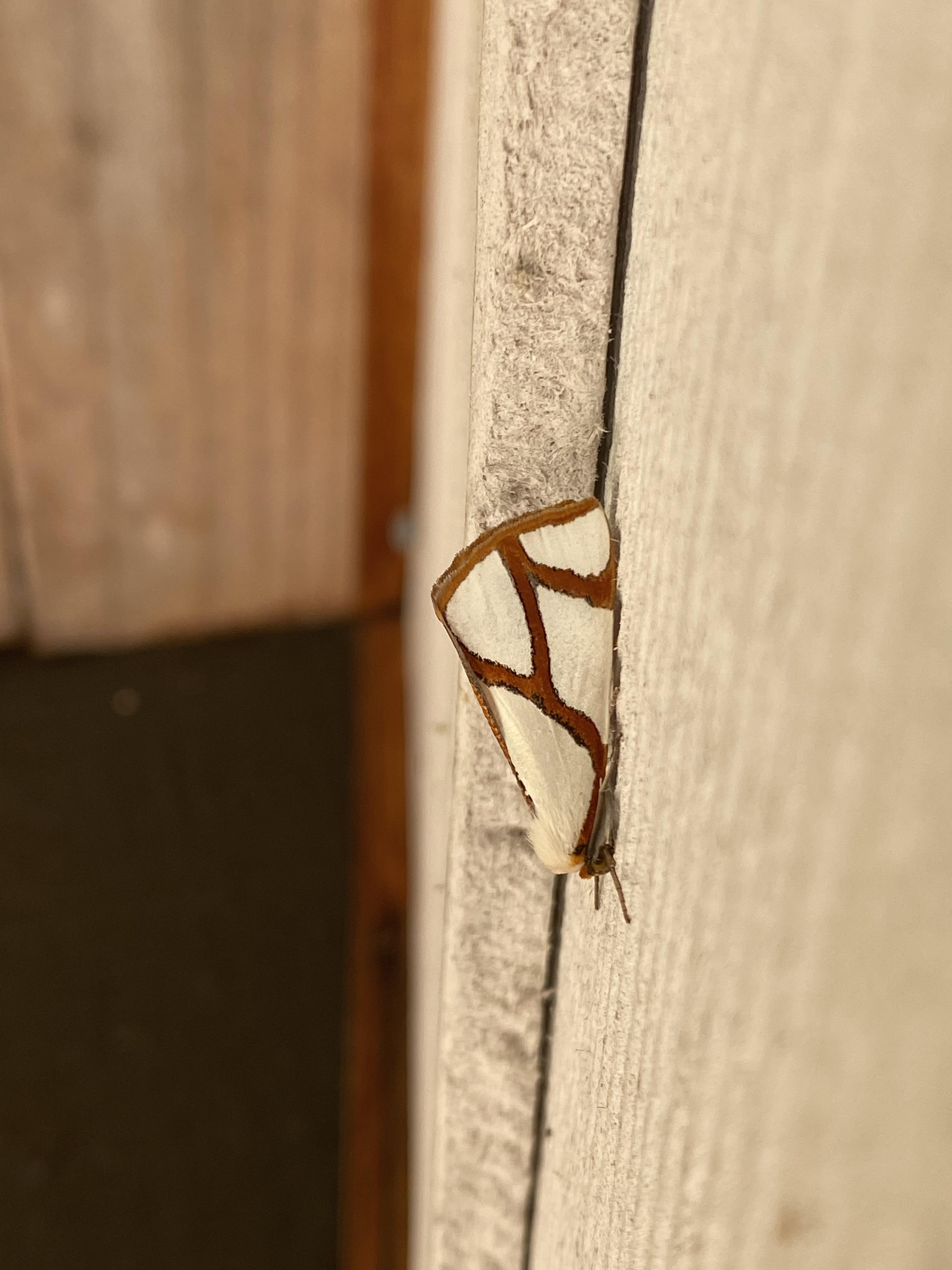 Beautiful moth my son photographed | Scrolller