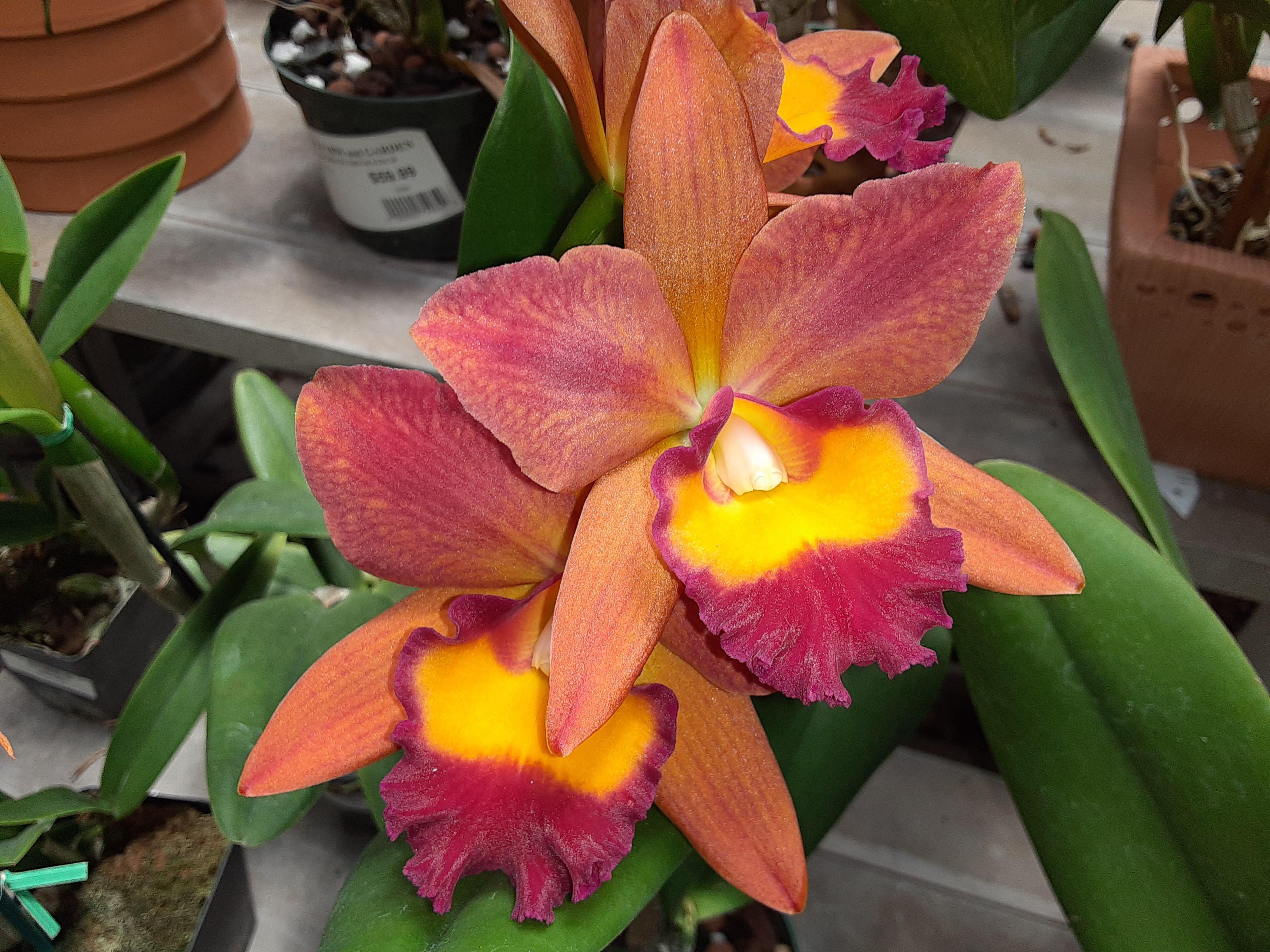 Beautiful Orchid | Scrolller