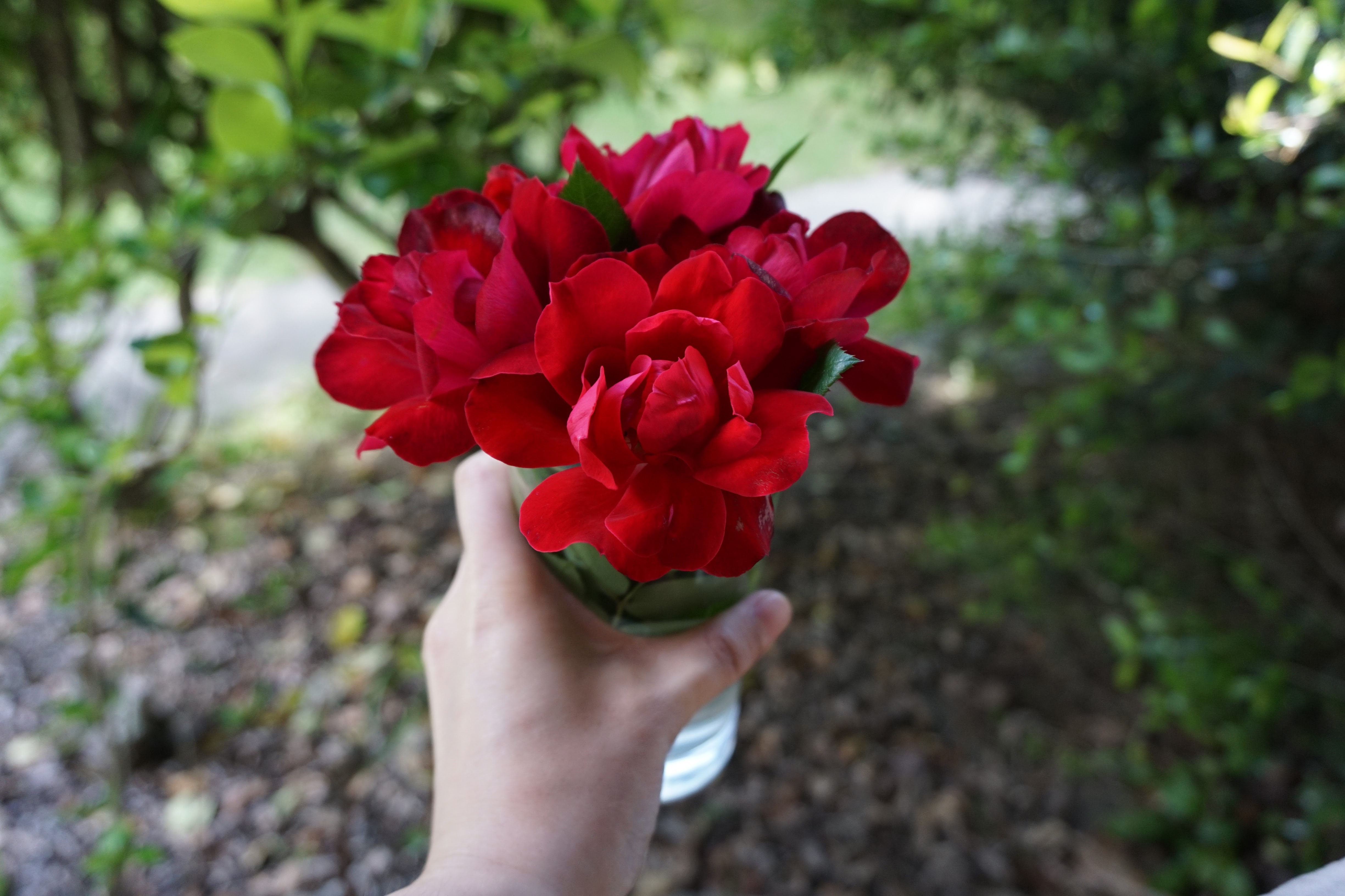 Beautiful Red Roses :) | Scrolller