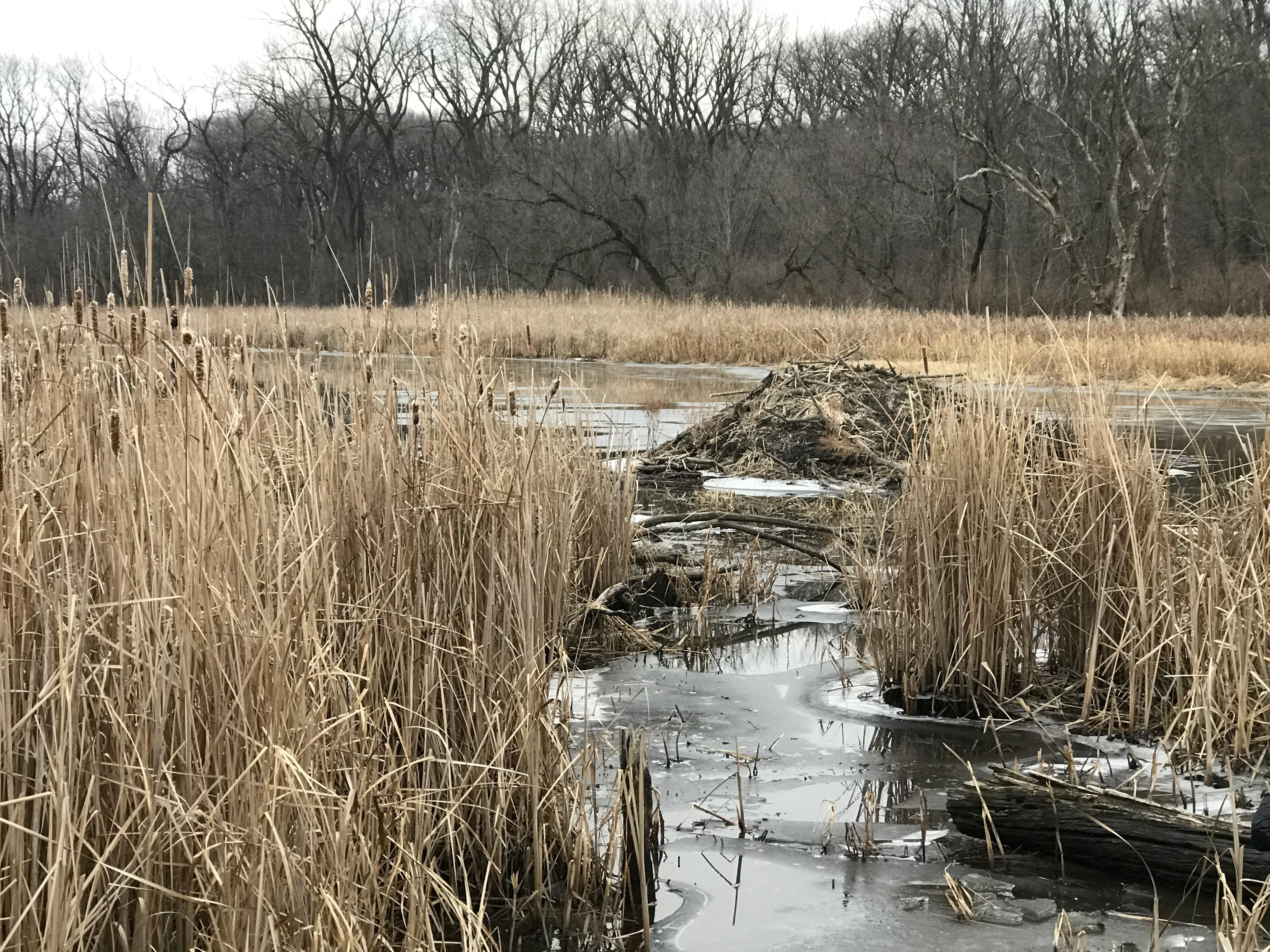 Beaver lodge | Scrolller