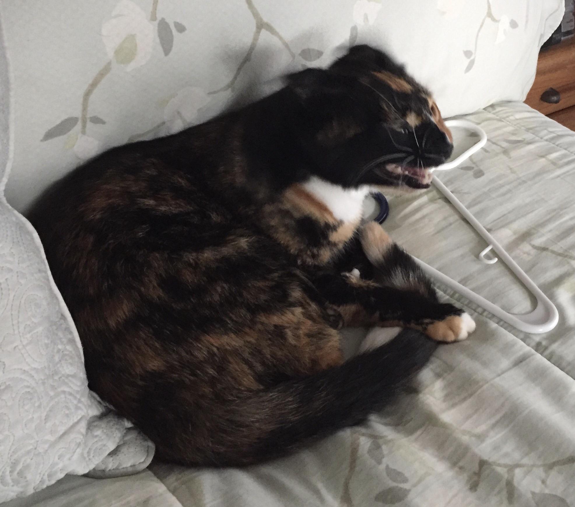 Bed scrunge | Scrolller