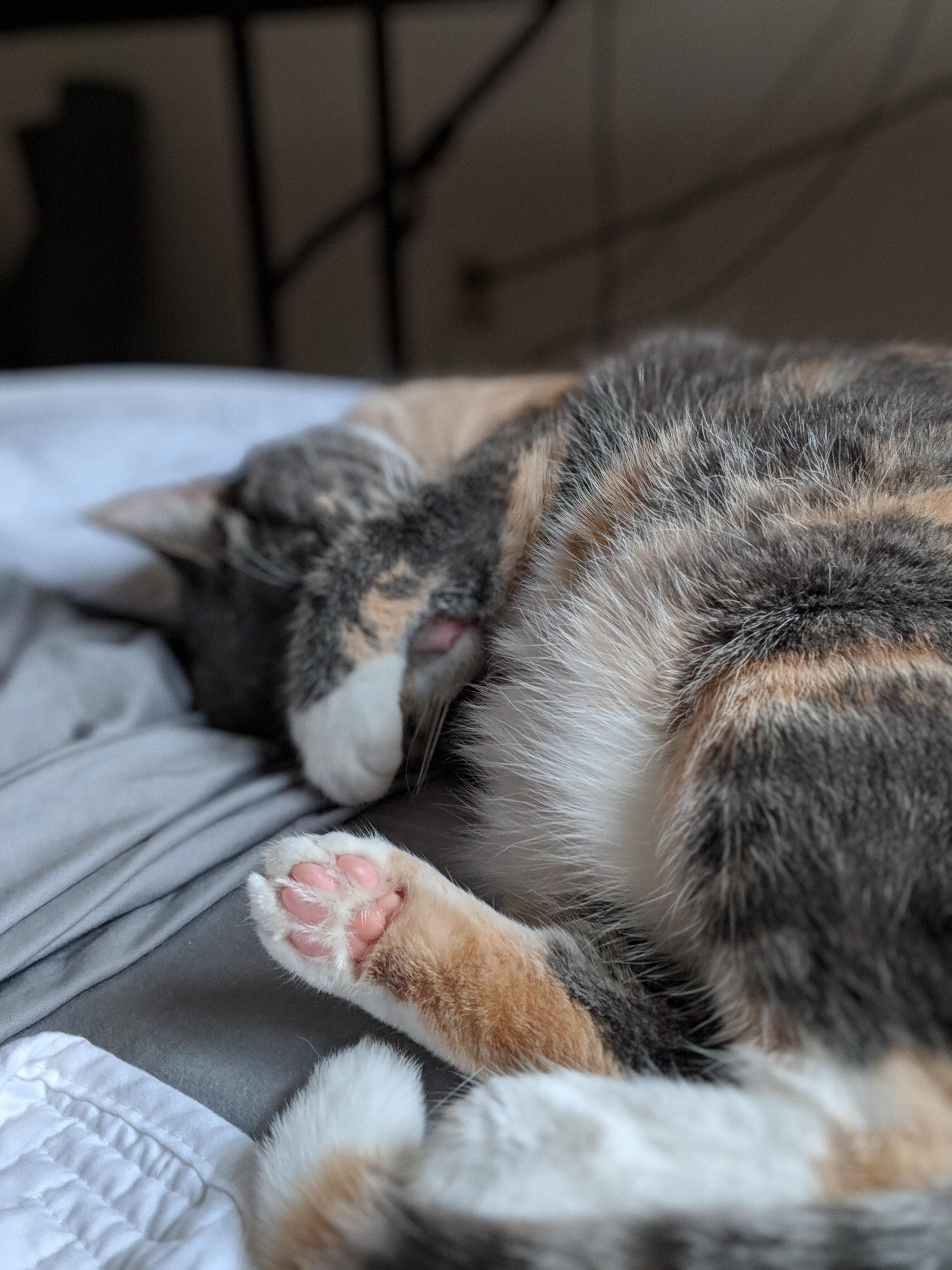 Beesly's sleepy toe beans | Scrolller