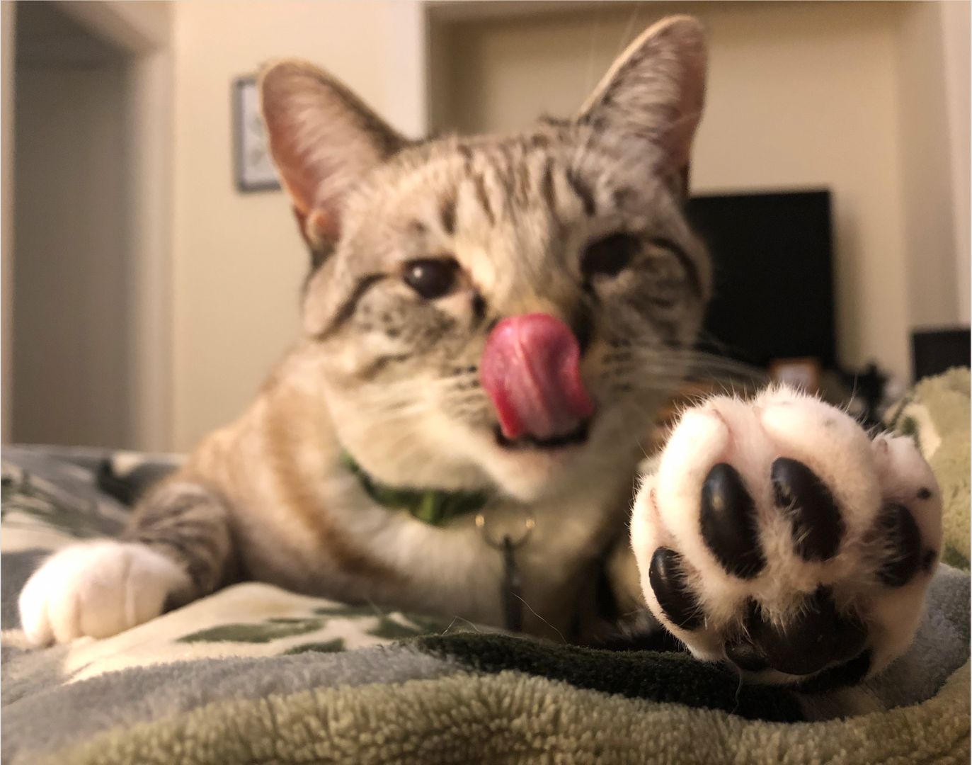 Beetle and her very clean beans. | Scrolller