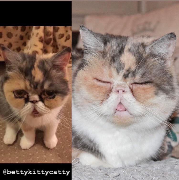 Before and after I rescued Betty. | Scrolller