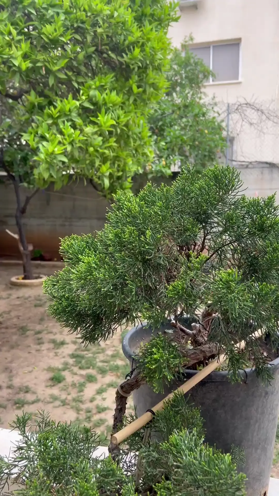 Before and after of this juniper (first styling) | Scrolller