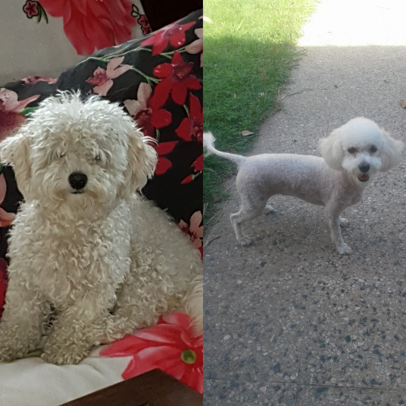 Before and after the groomer | Scrolller