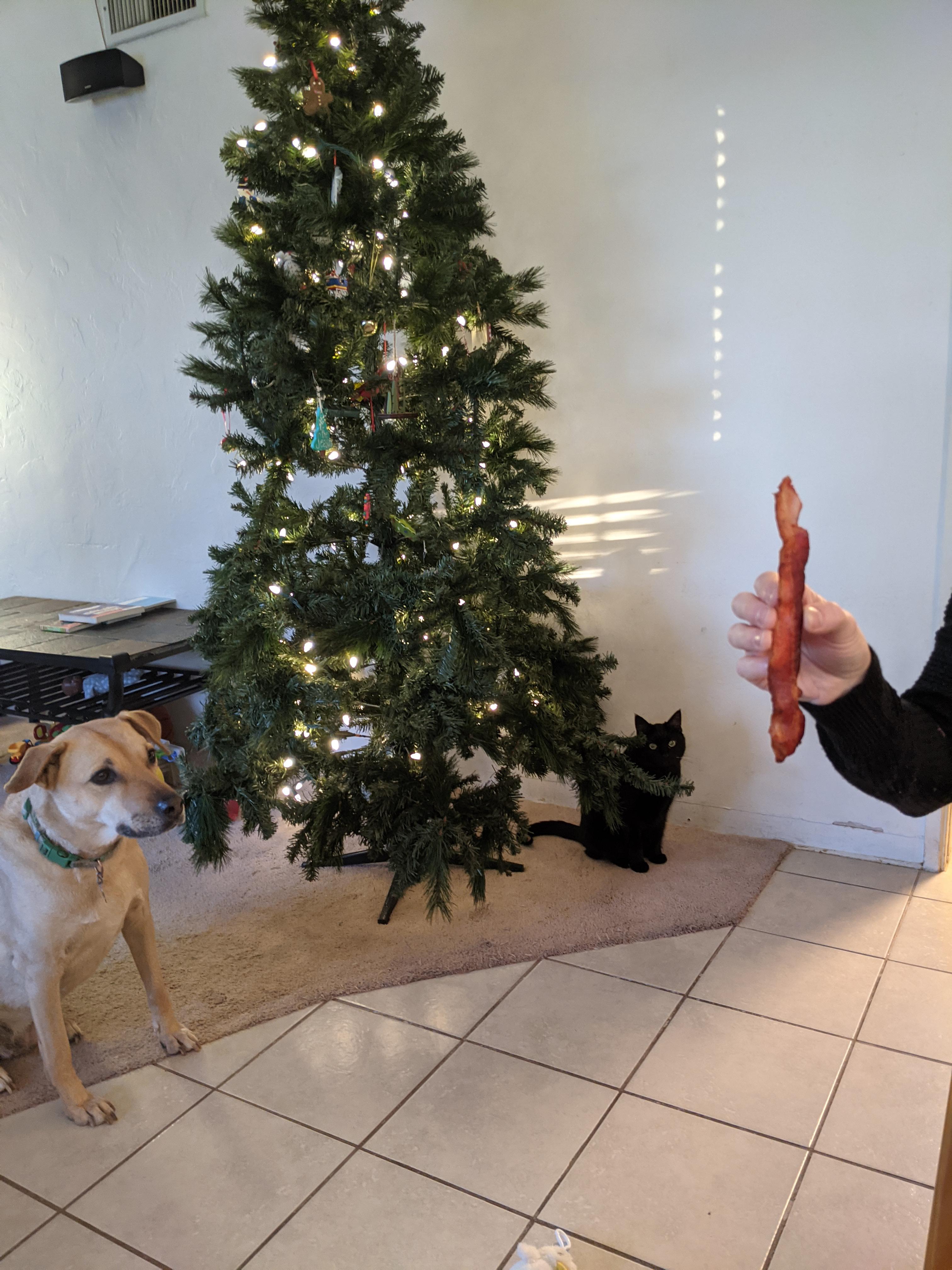 Begging for a Christmas bacon miracle | Scrolller