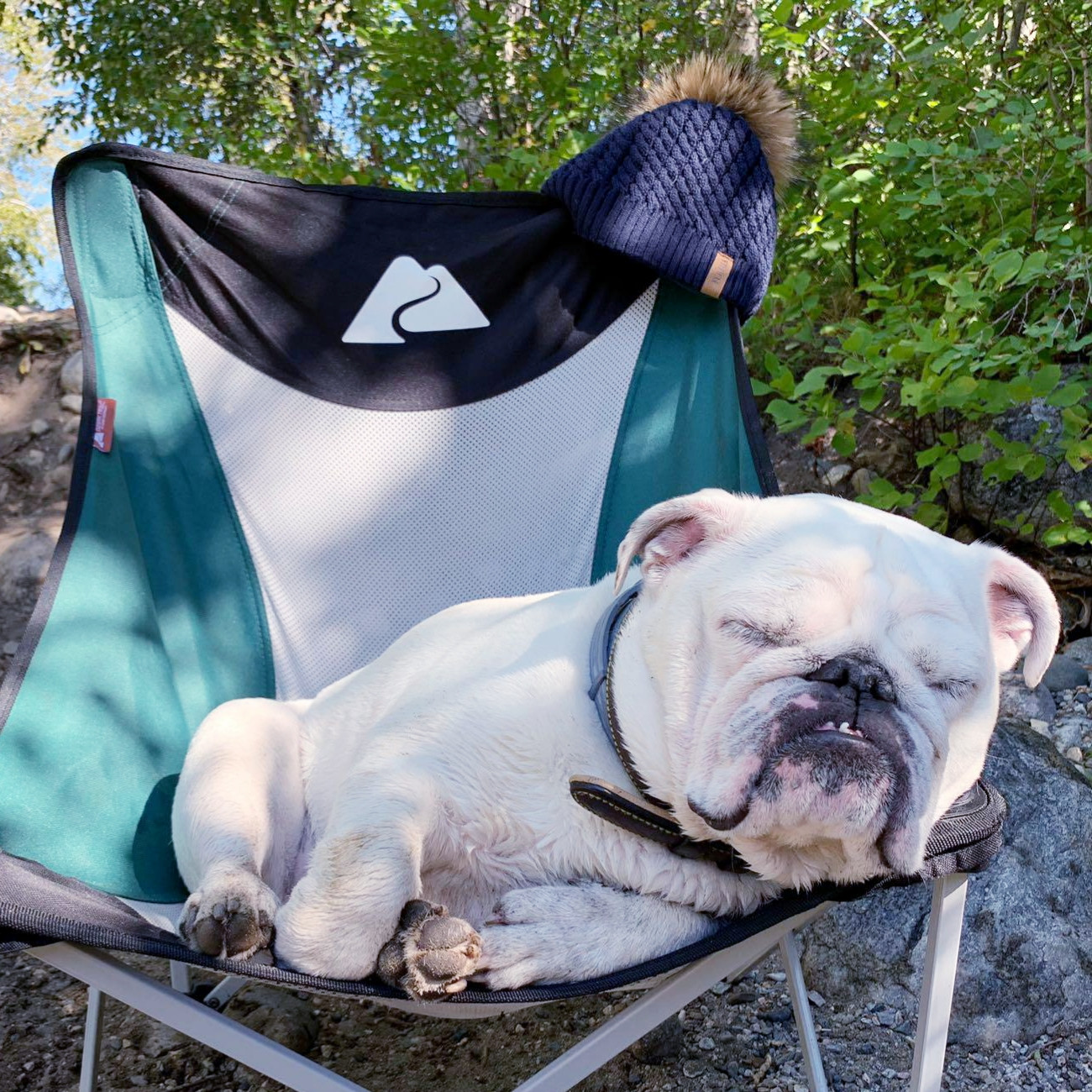 Beignet goes camping only to do what she does best. | Scrolller