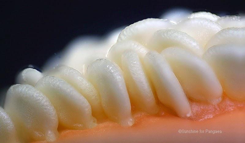 Bell pepper seeds look like overcrowded teeth in a gum | Scrolller