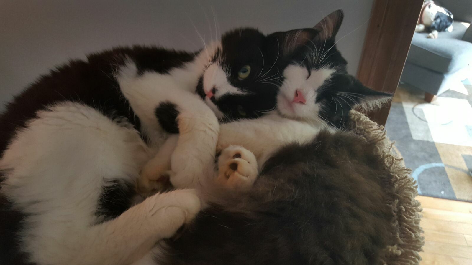 Bella and Neebs like to snuggle! | Scrolller