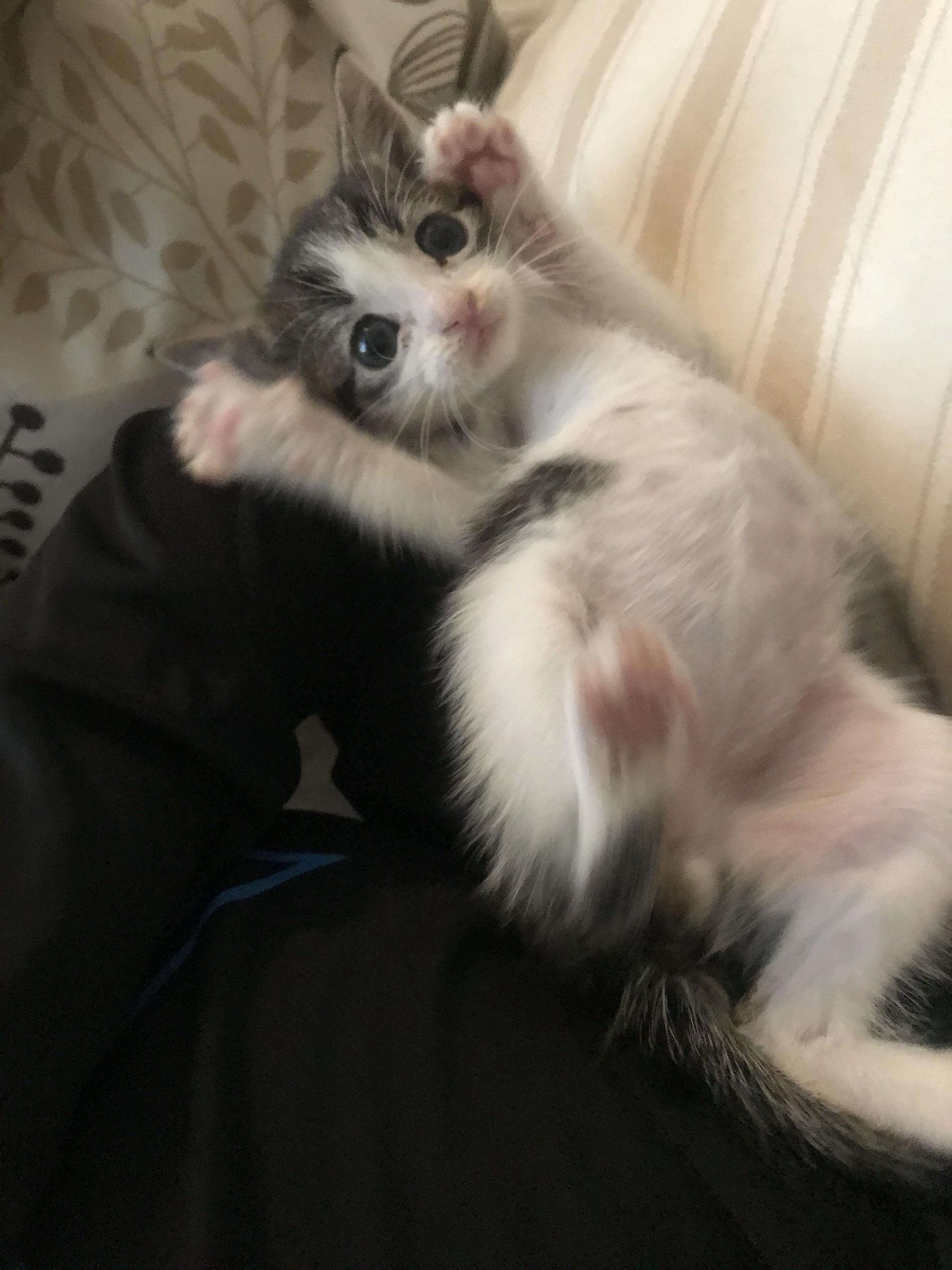 Belly out, hands up, ready to attack | Scrolller