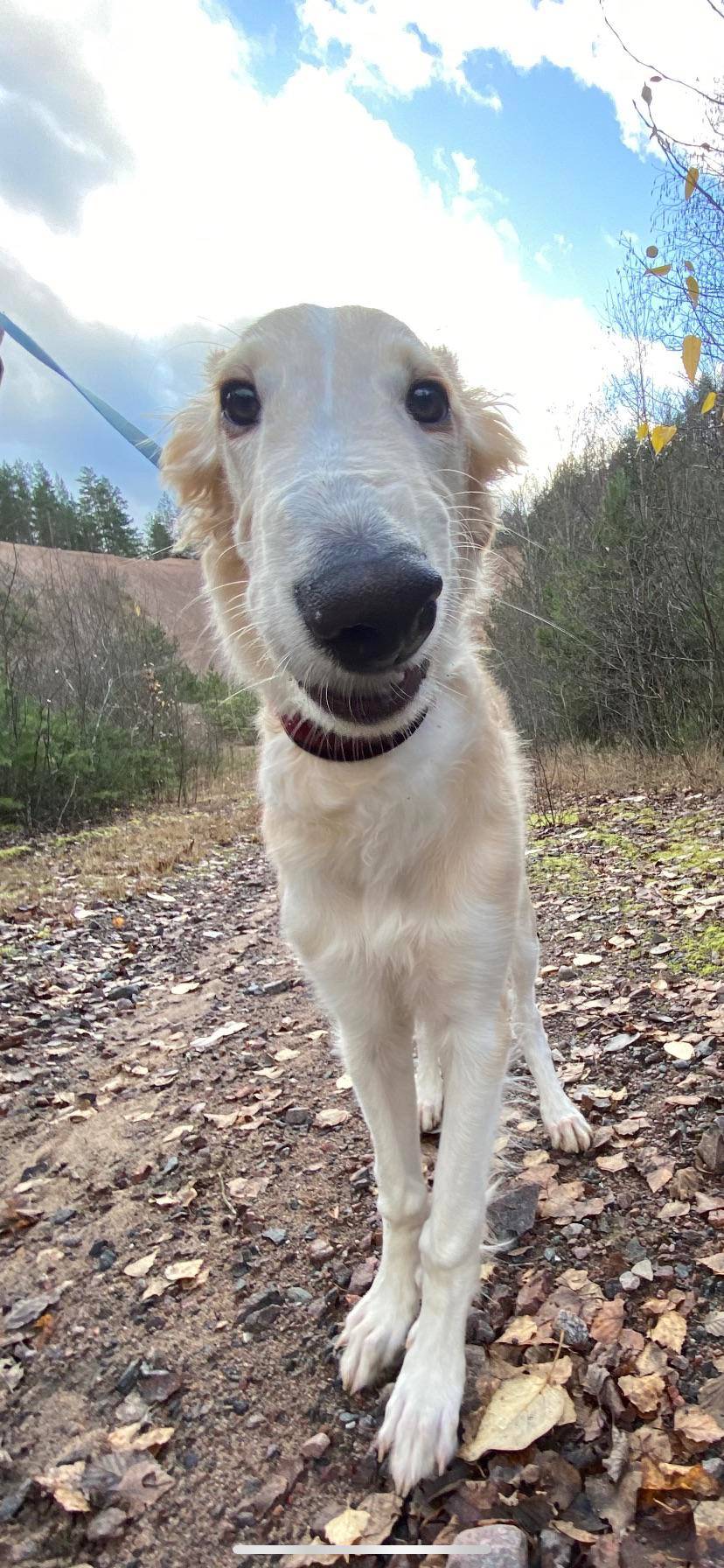 Bendy snoot | Scrolller