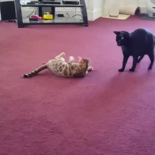 Bengal kitty vs ninja kitty | Scrolller