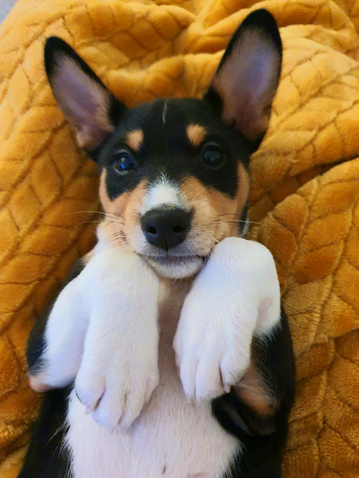 Benji, UK | Scrolller