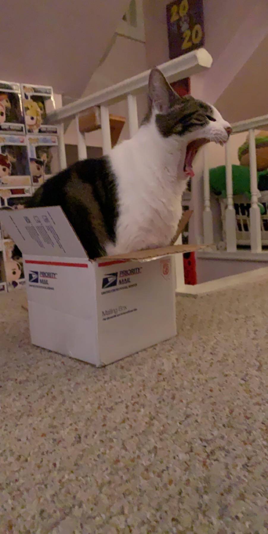 Benny, in a tiny box... being a tired boy | Scrolller