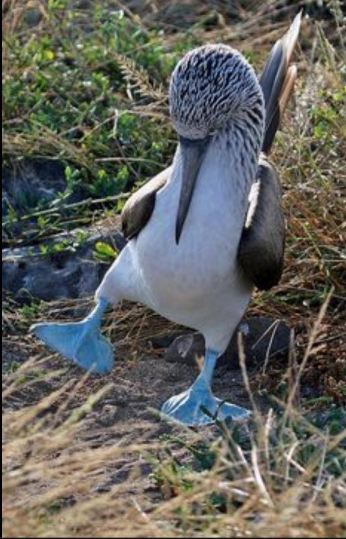 Best booby ever | Scrolller