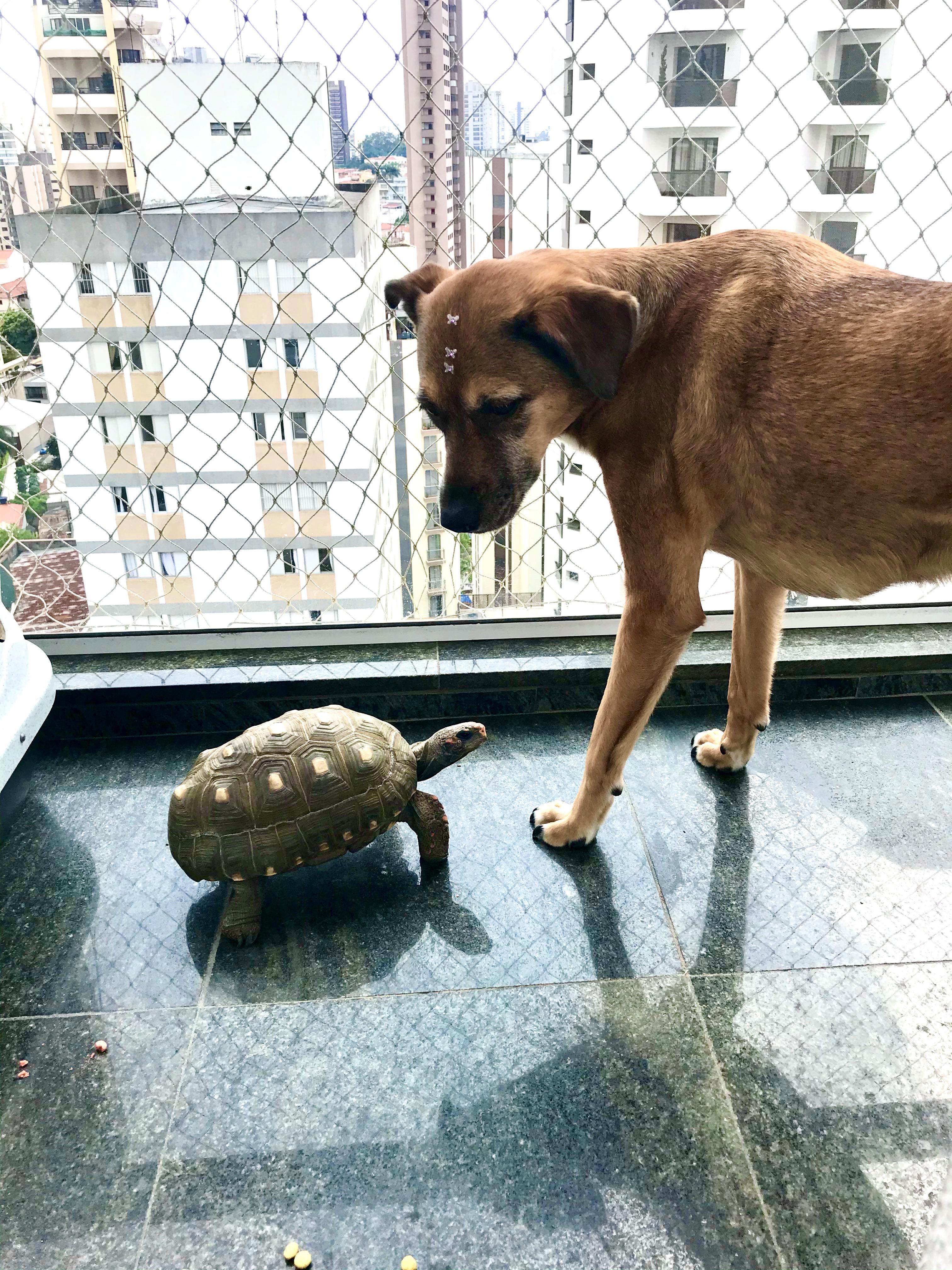 Best buds! 20 year old tortoise, her name is Turtle. Along with her ...