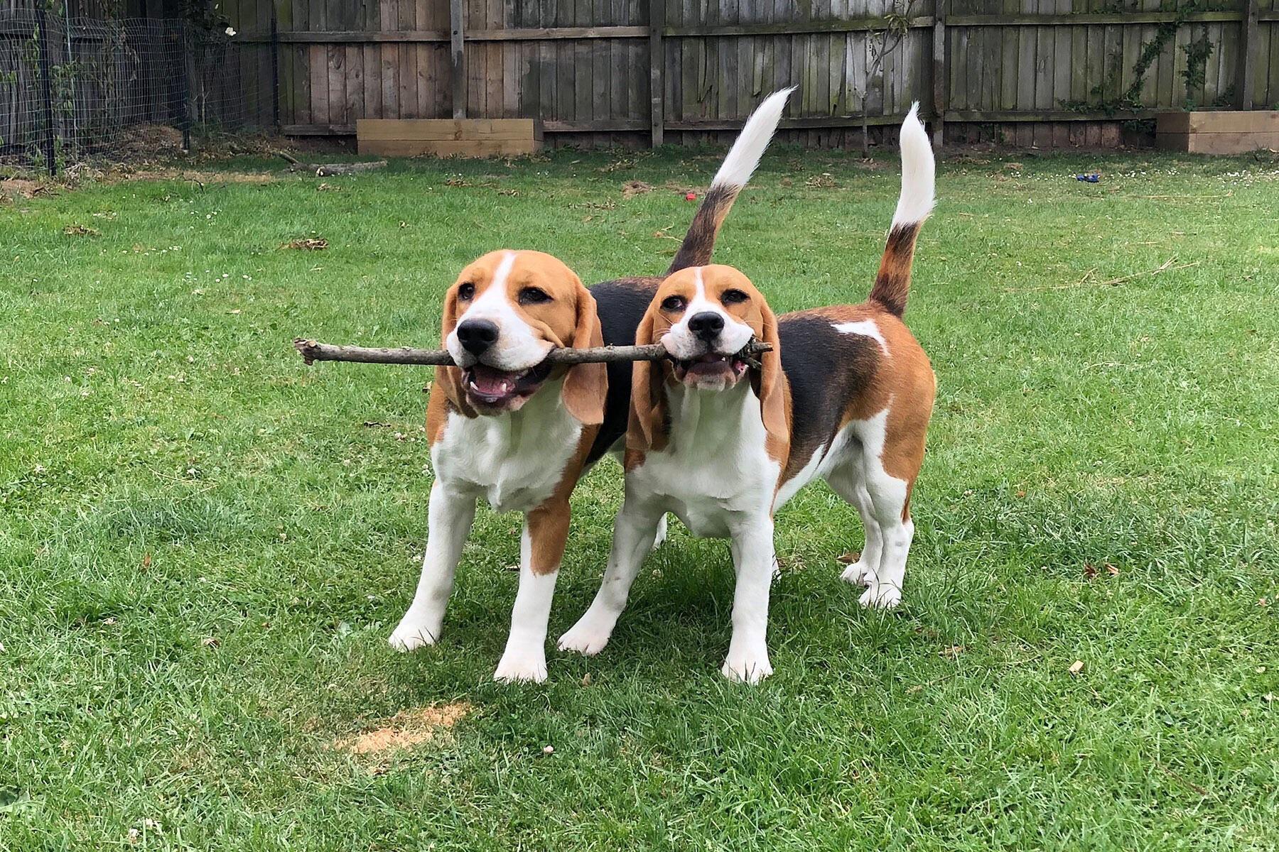 Best buds | Scrolller