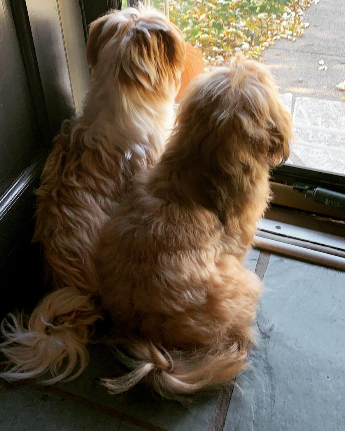 Best Friends | Scrolller