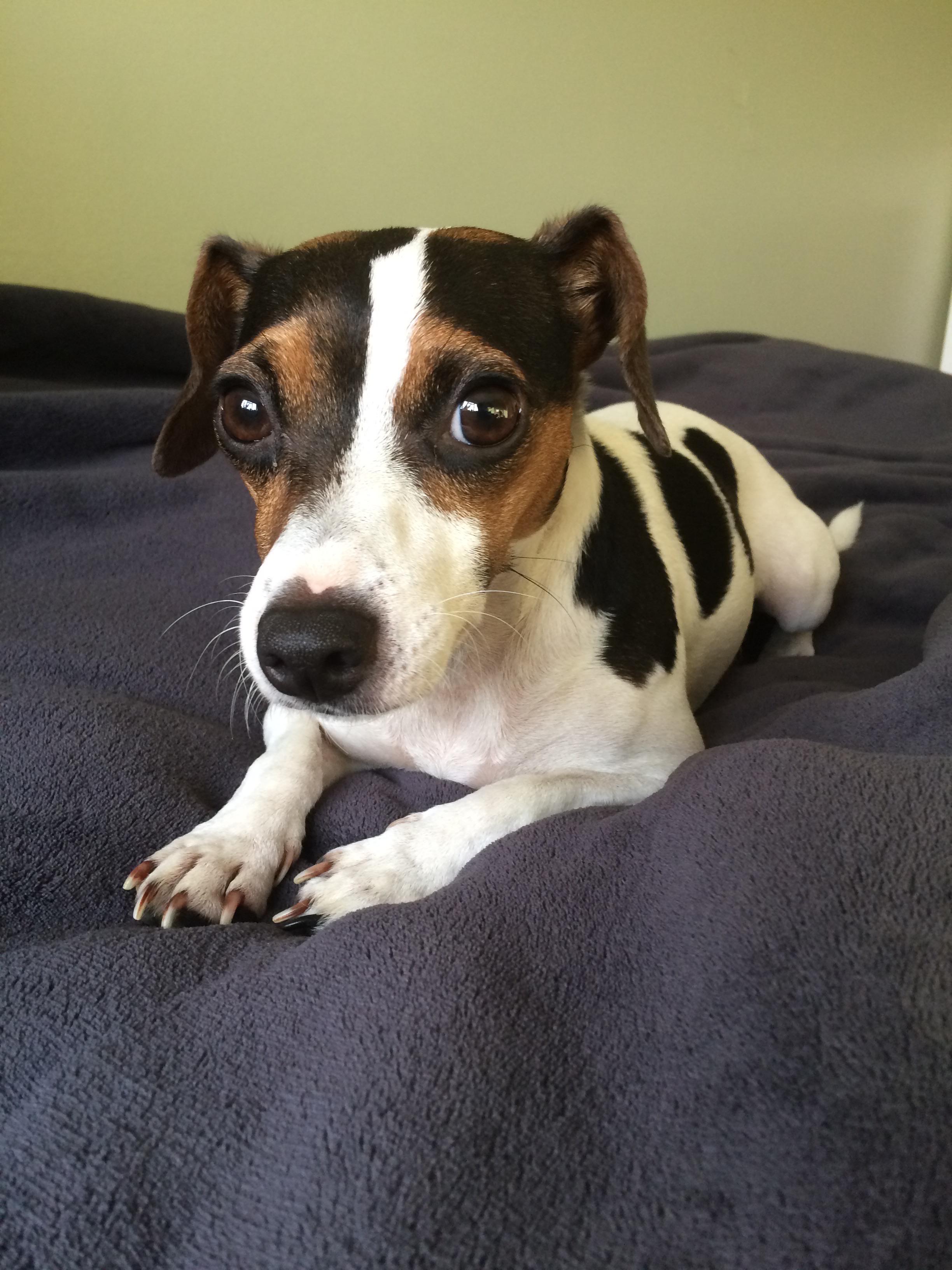 Best photo of Dotty I have | Scrolller