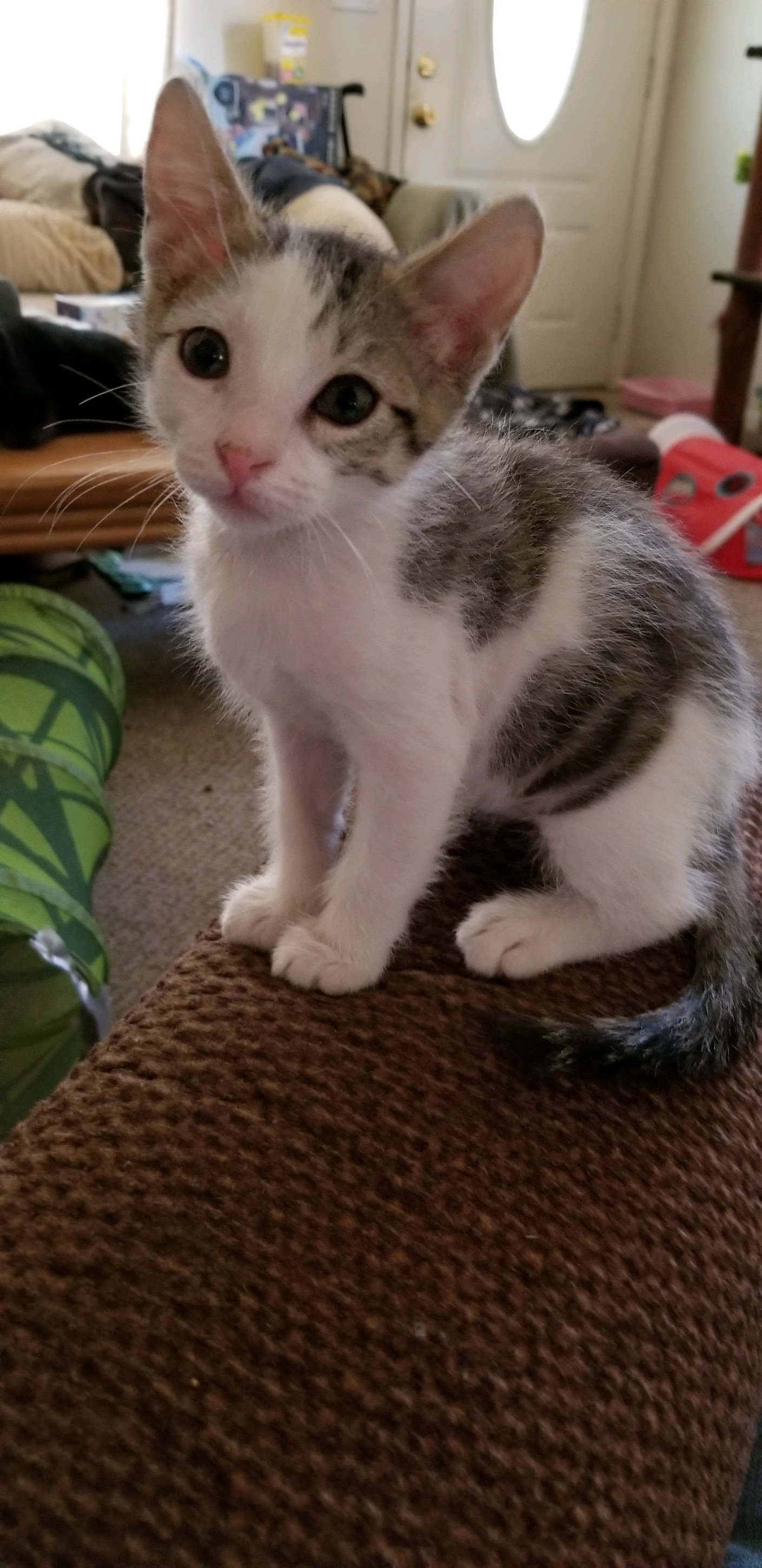 Better picture of Frankie the goofy foster kitten. | Scrolller