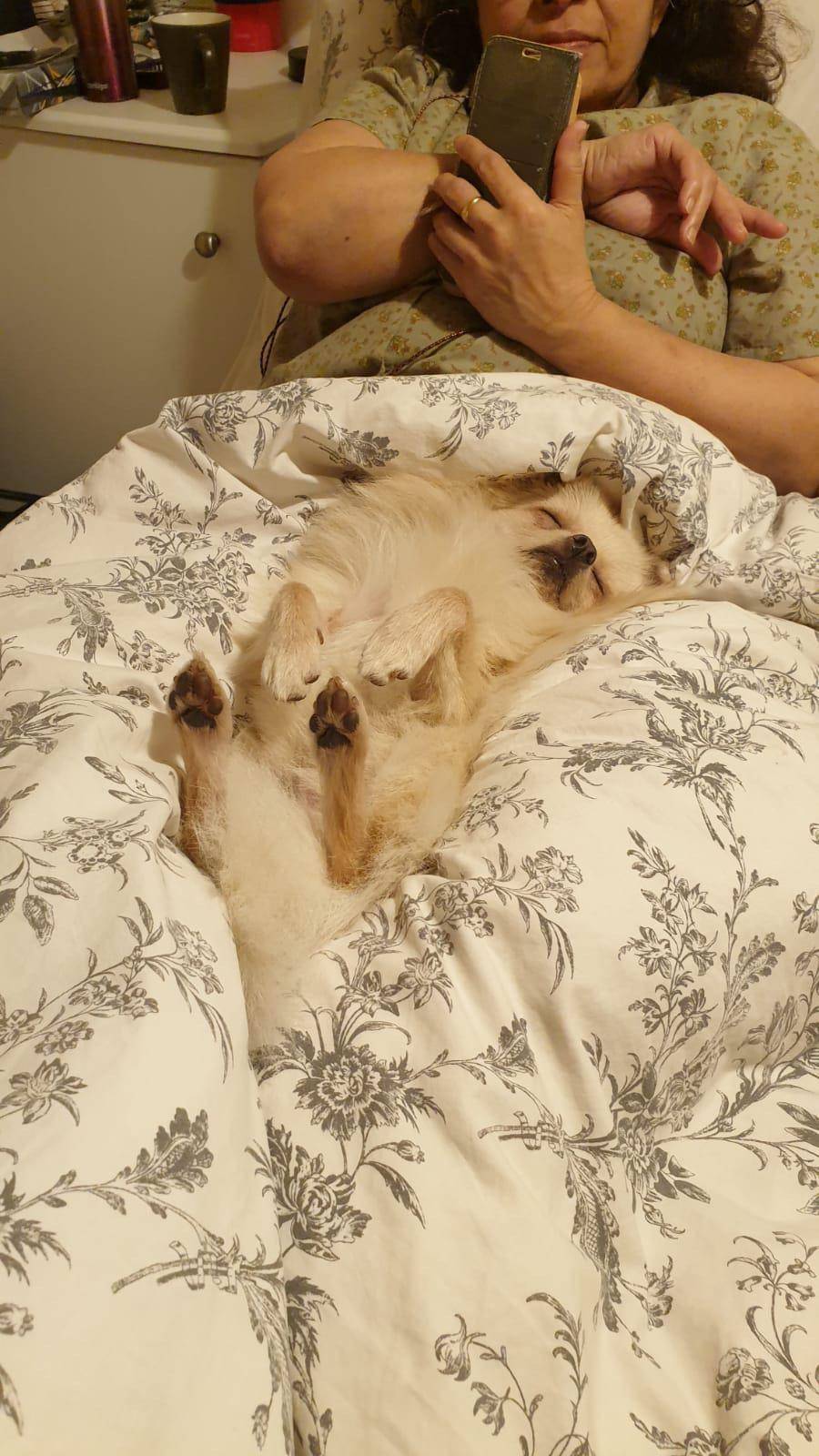 Bhima, absolute lad | Scrolller