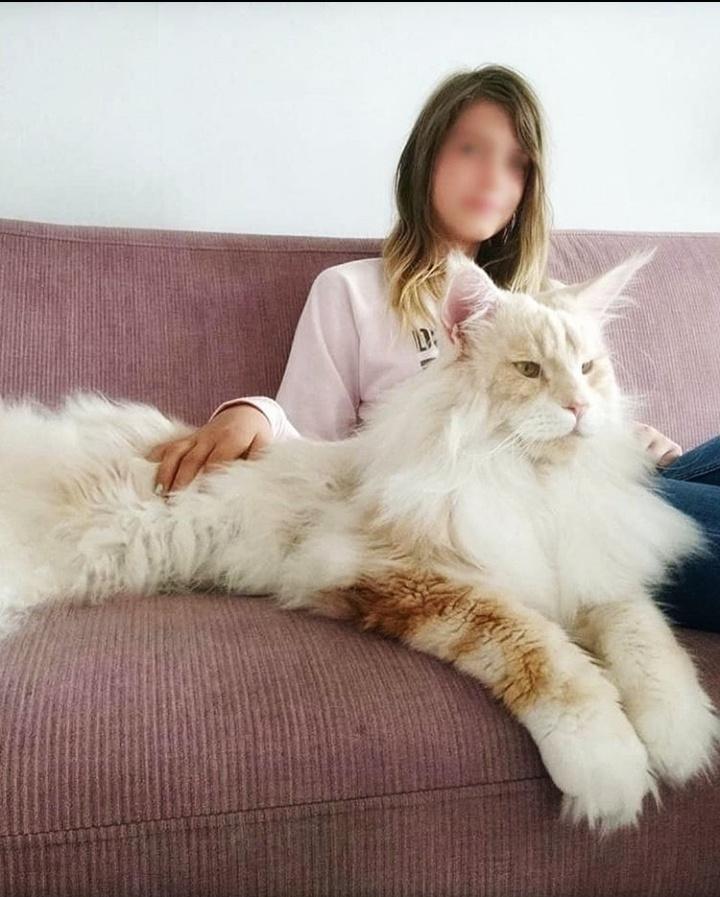 Big and furry likes to be pet | Scrolller