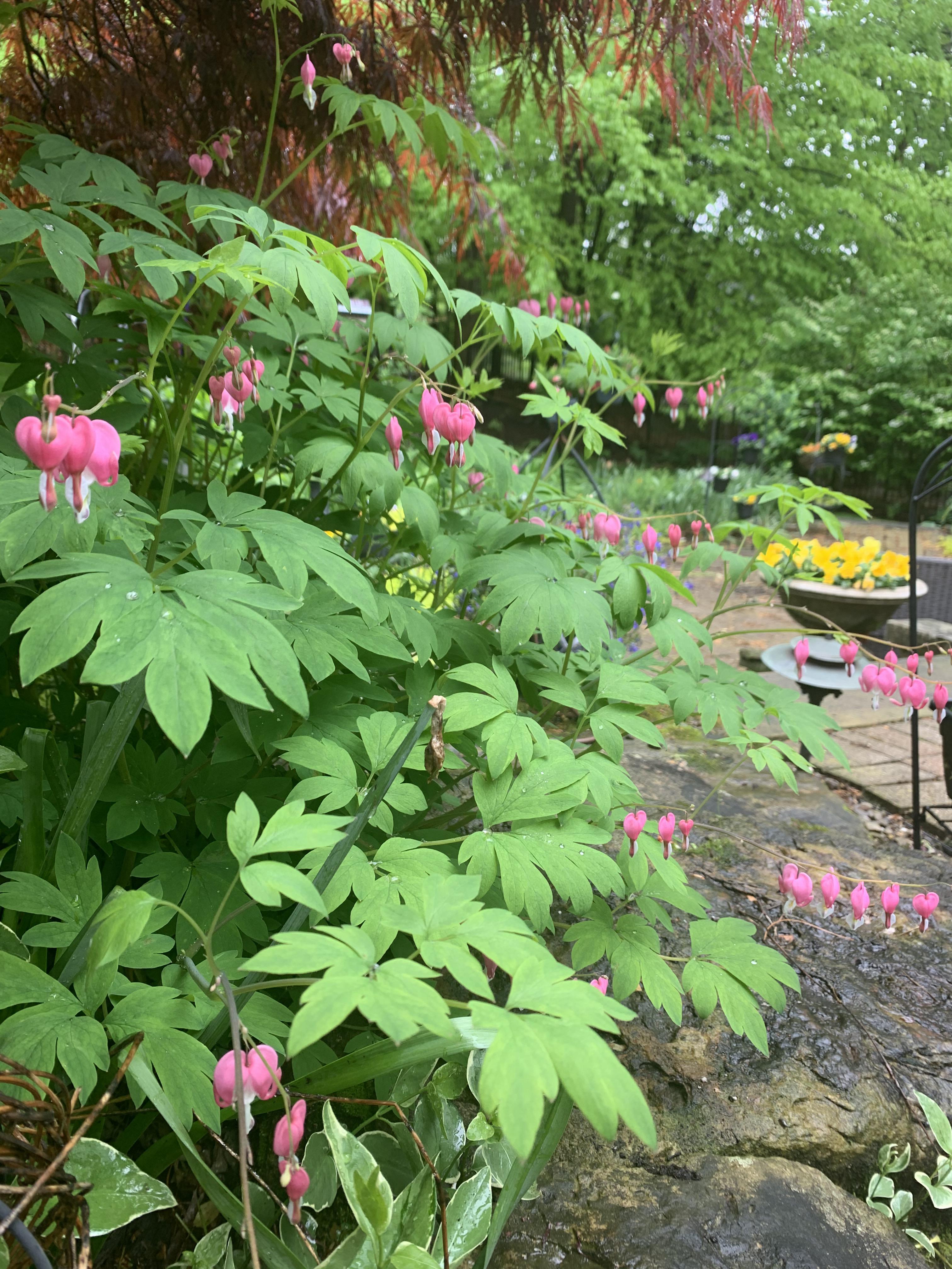 Big Bleeding Heart (Ohio) | Scrolller