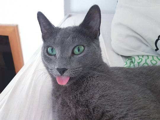 Big blep | Scrolller
