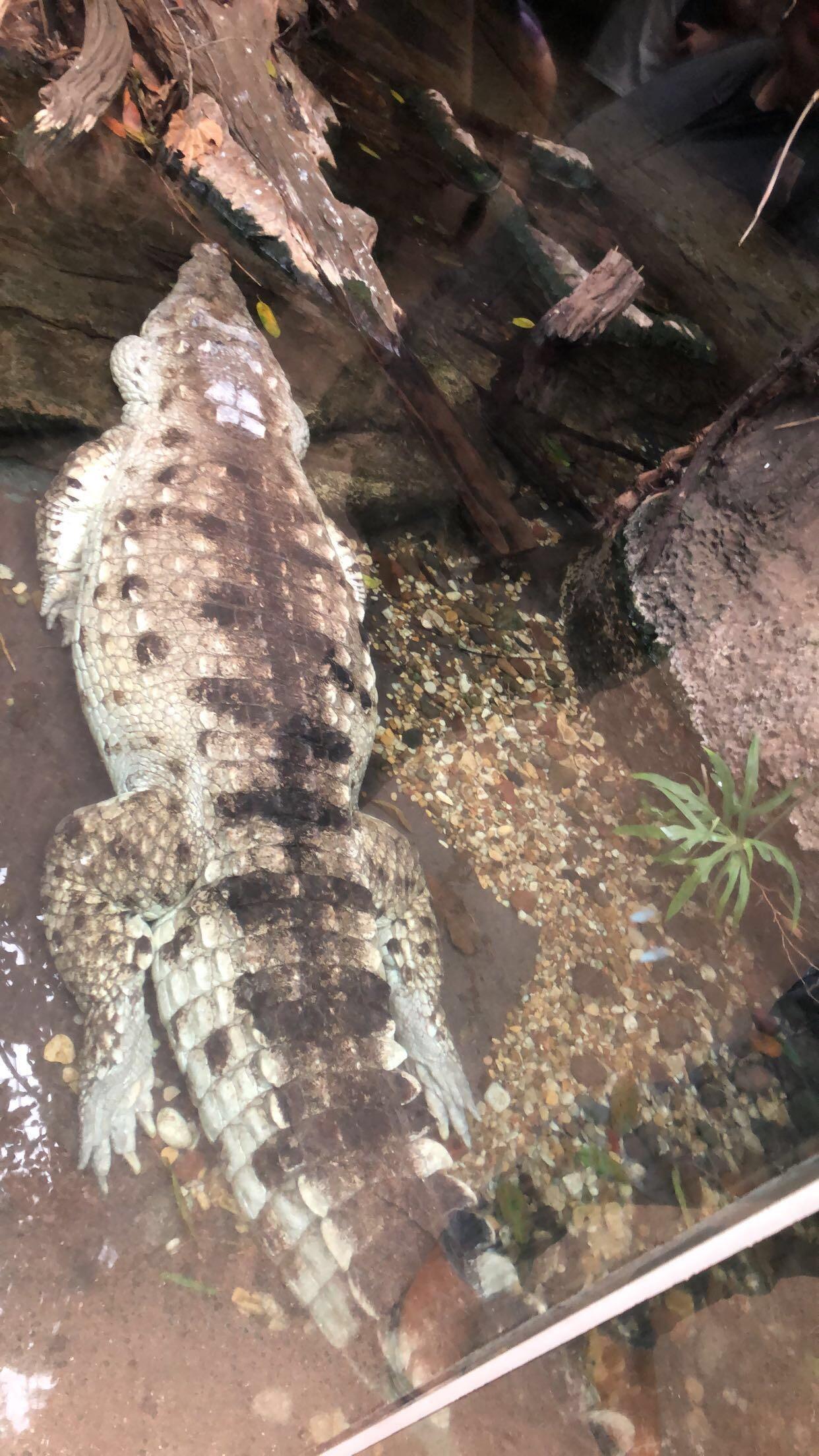 Big boy does a sploot | Scrolller