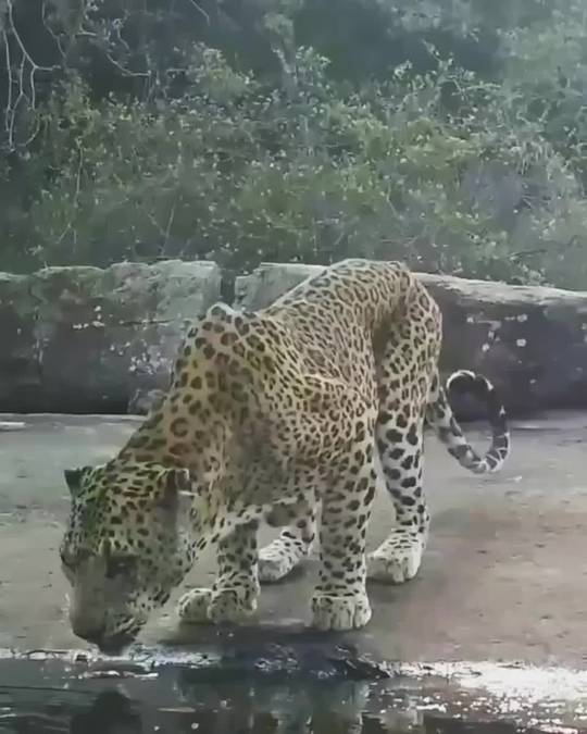 Big Boye | Scrolller