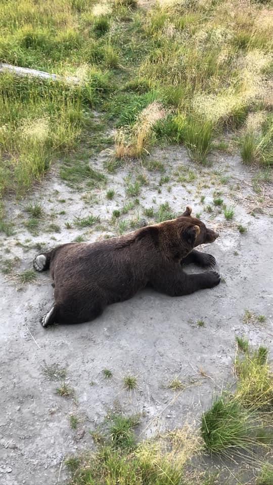 Big boye sploot | Scrolller