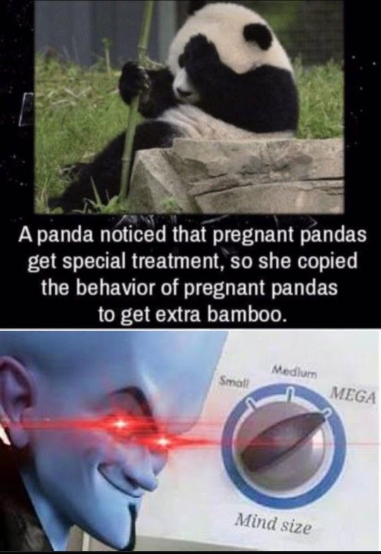 Big brain panda | Scrolller